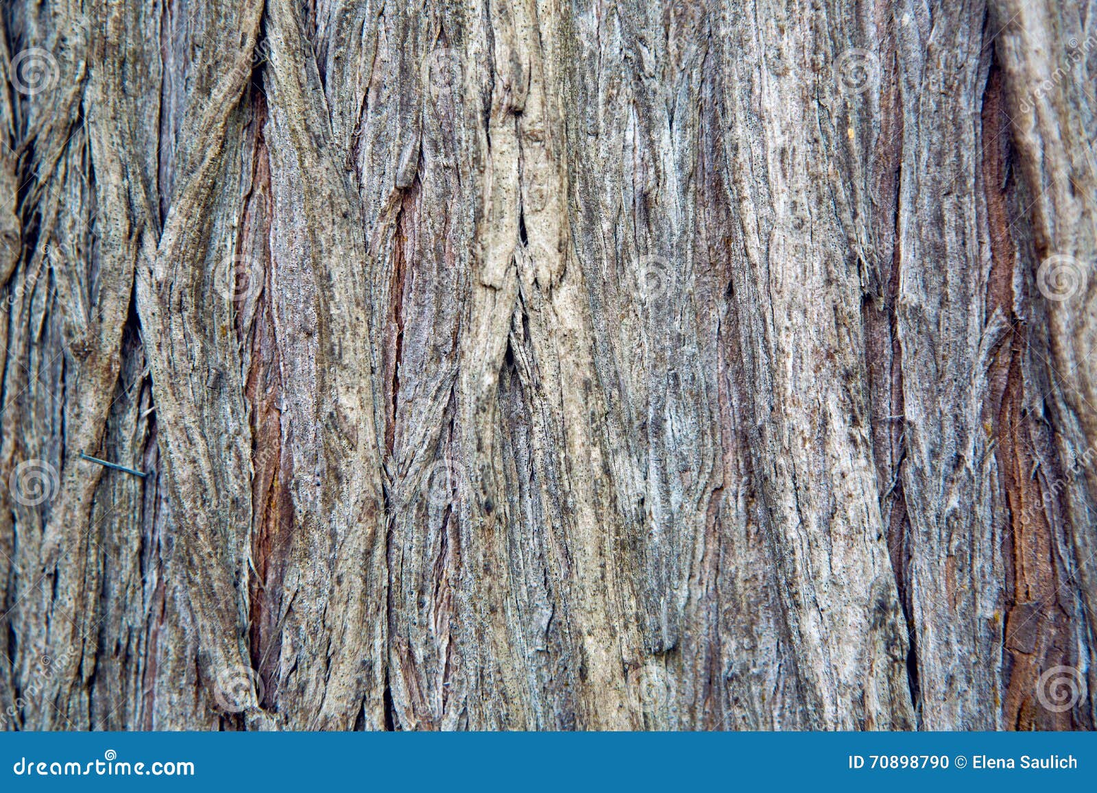 Light Texture of the Tree Trunk Stock Photo - Image of plank, life ...