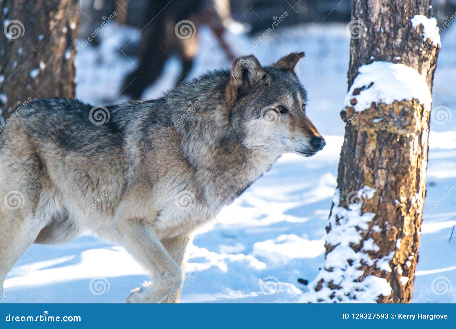 A Timber Wolf Strolling through the Snowy Forest Stock Image - Image of ...