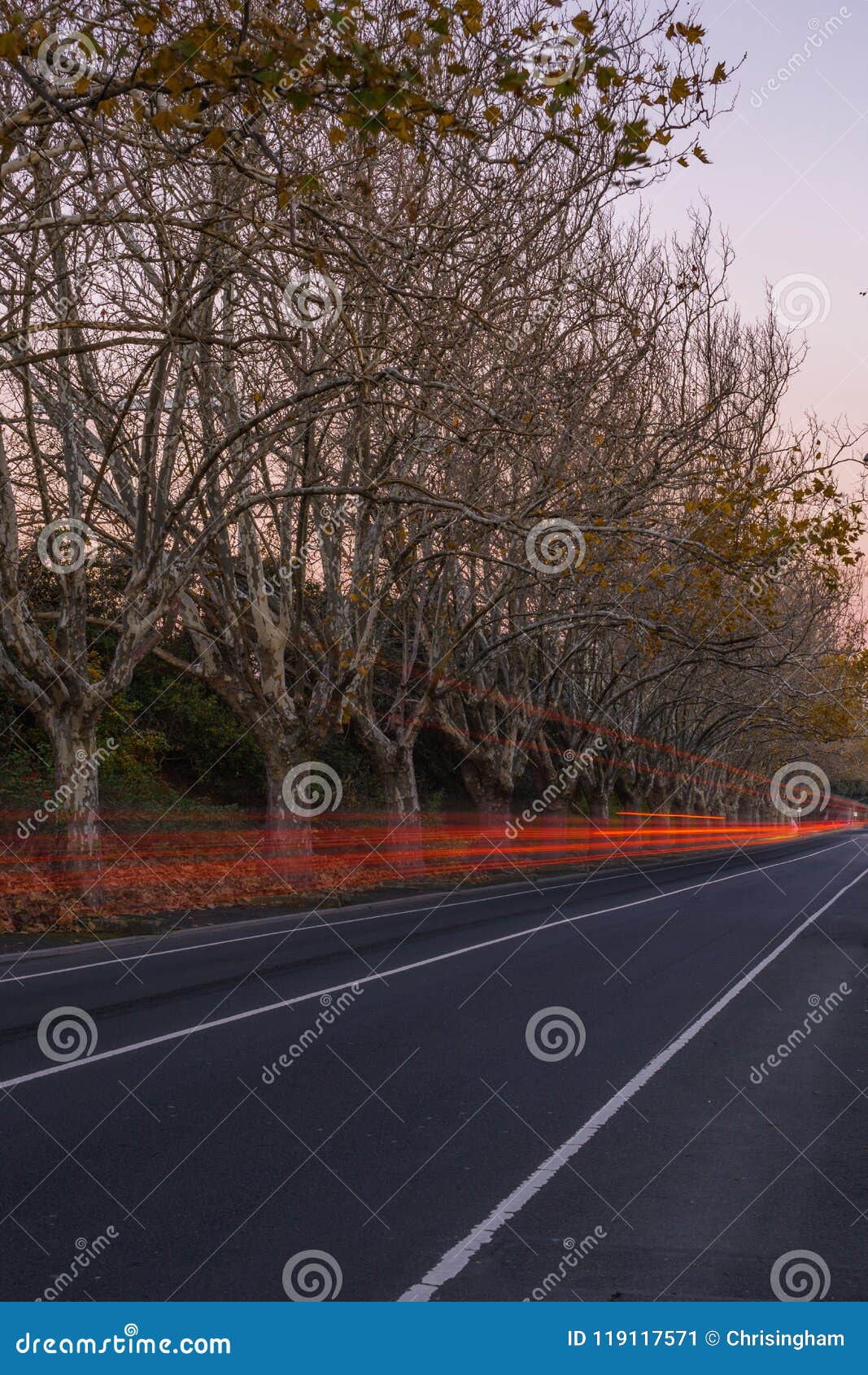 Light Trails with Winter Trees in Background Stock Image - Image of ...