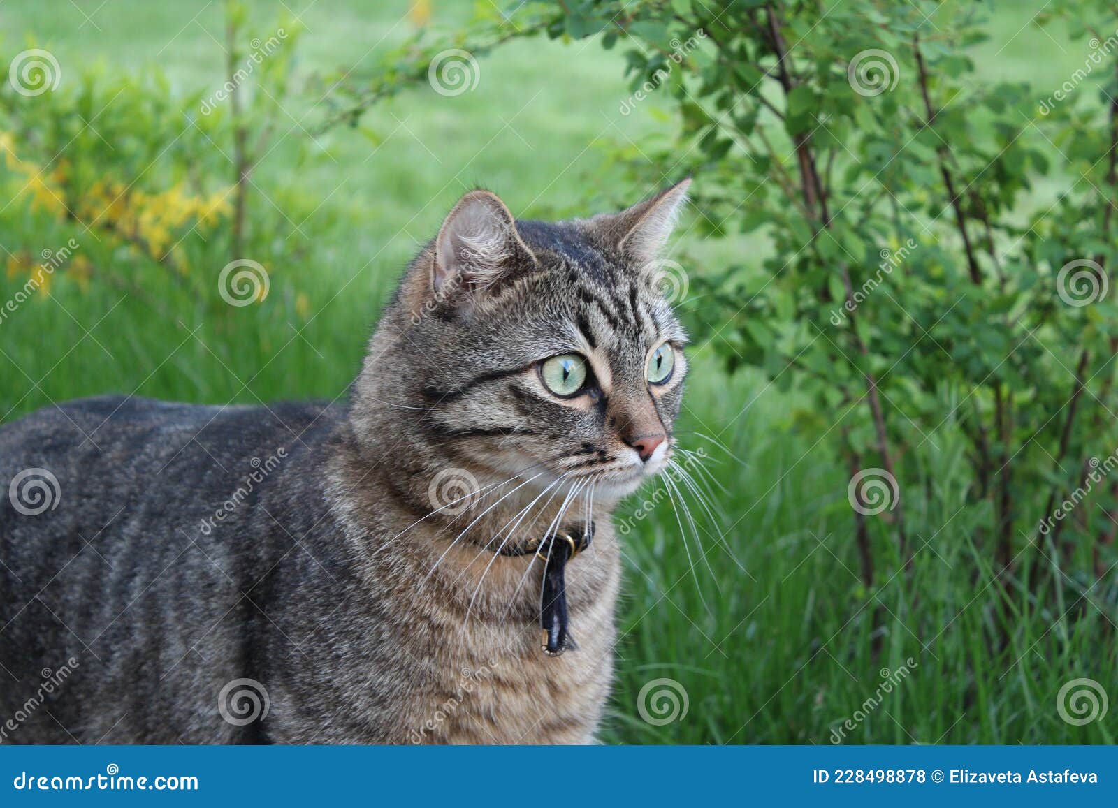 The light tread of a cat stock photo. Image of grass - 228498878