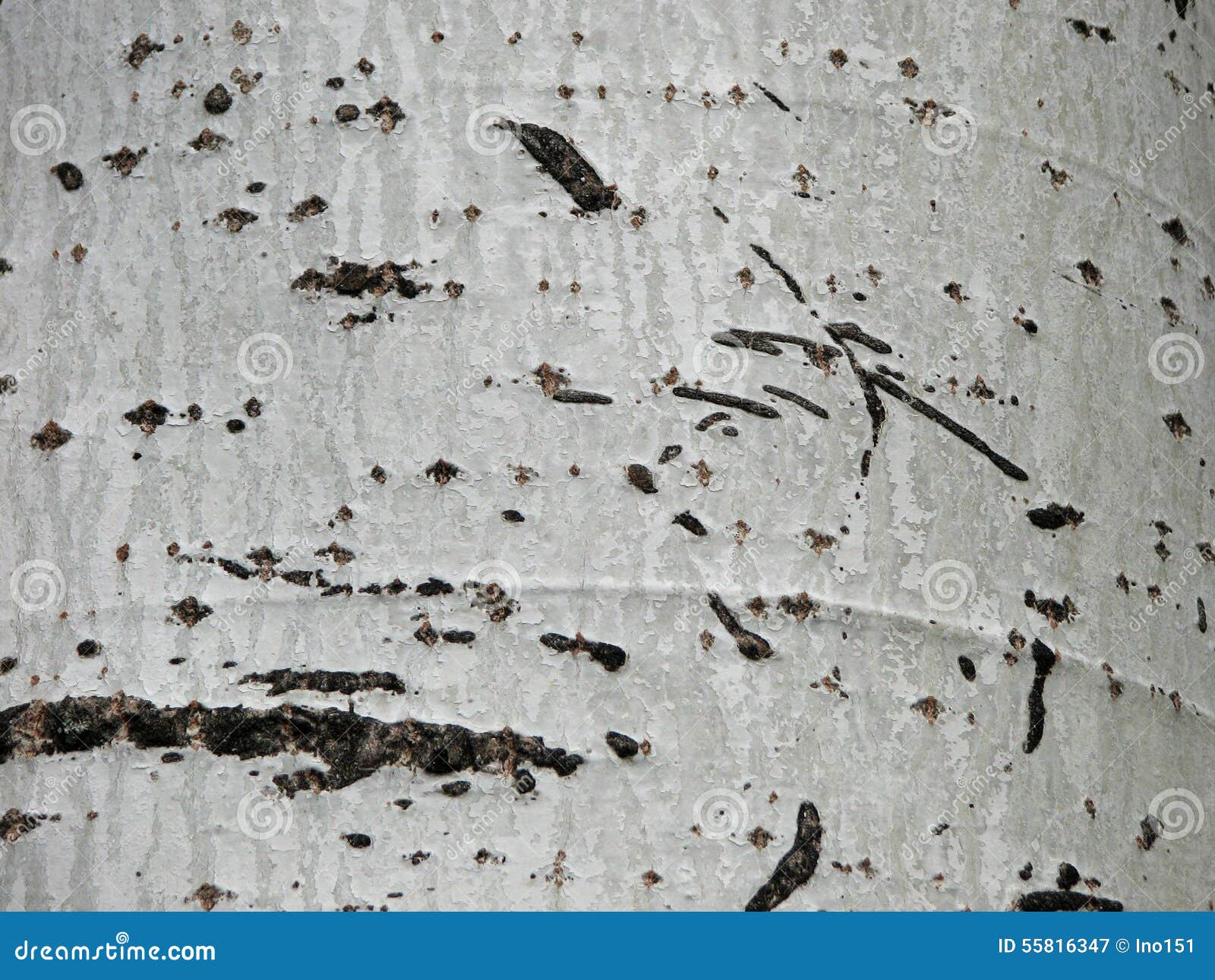 Light tree bark stock image. Image of tree, nature, bark - 55816347