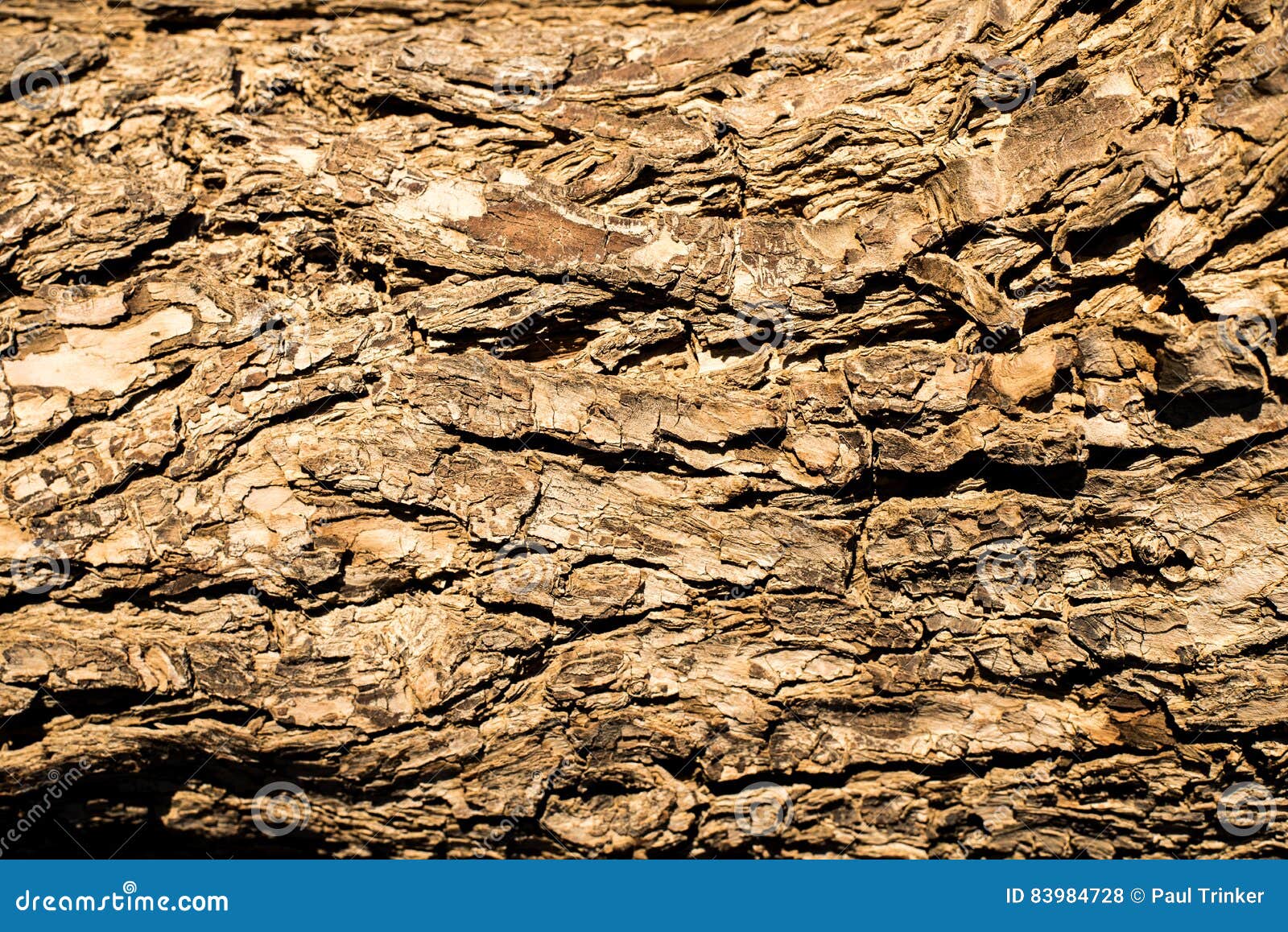 Light tree bark texture stock photo. Image of textured - 83984728