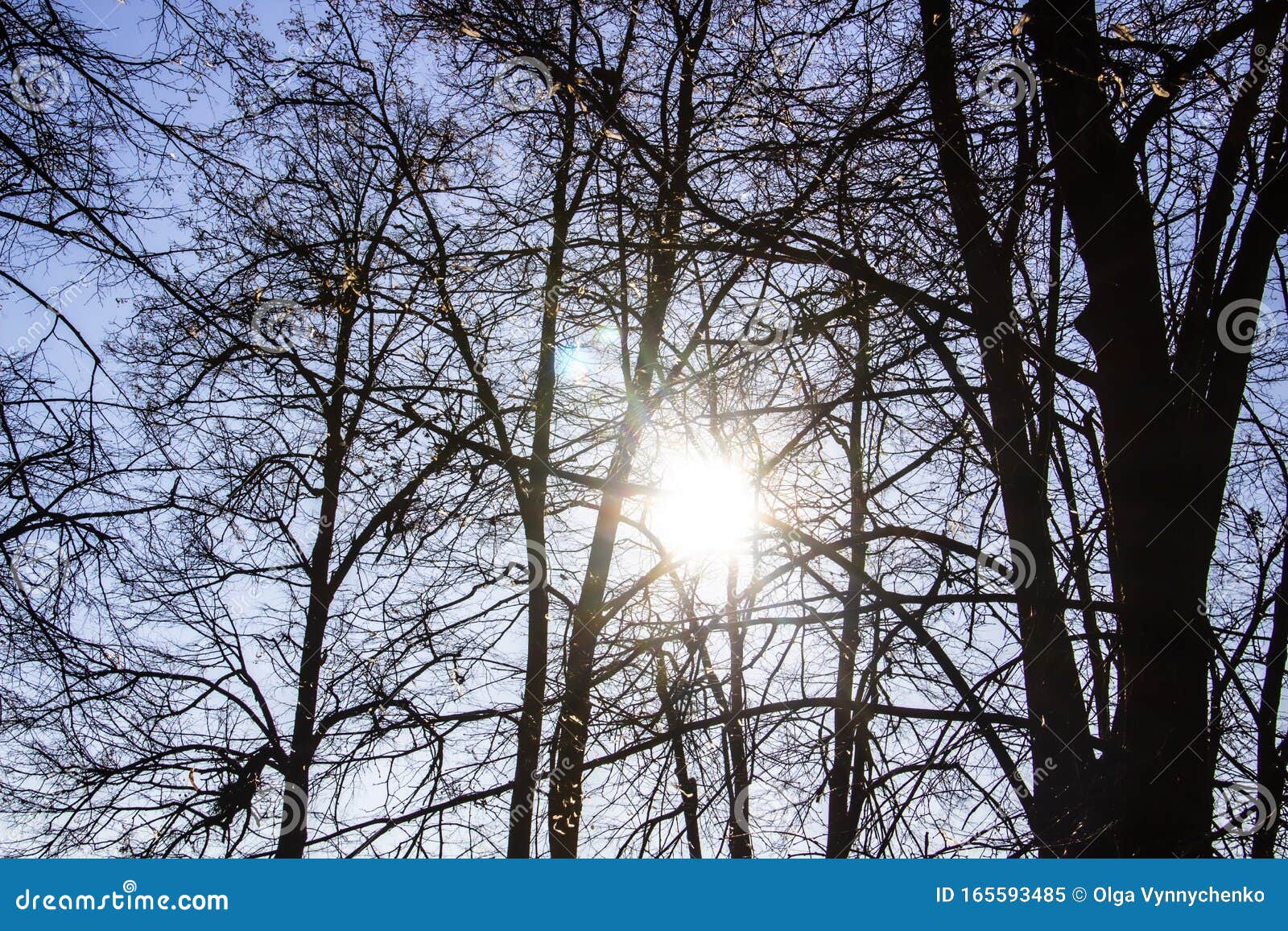 A Light through the Tree Branches. Trees Background. the Tree Branches ...