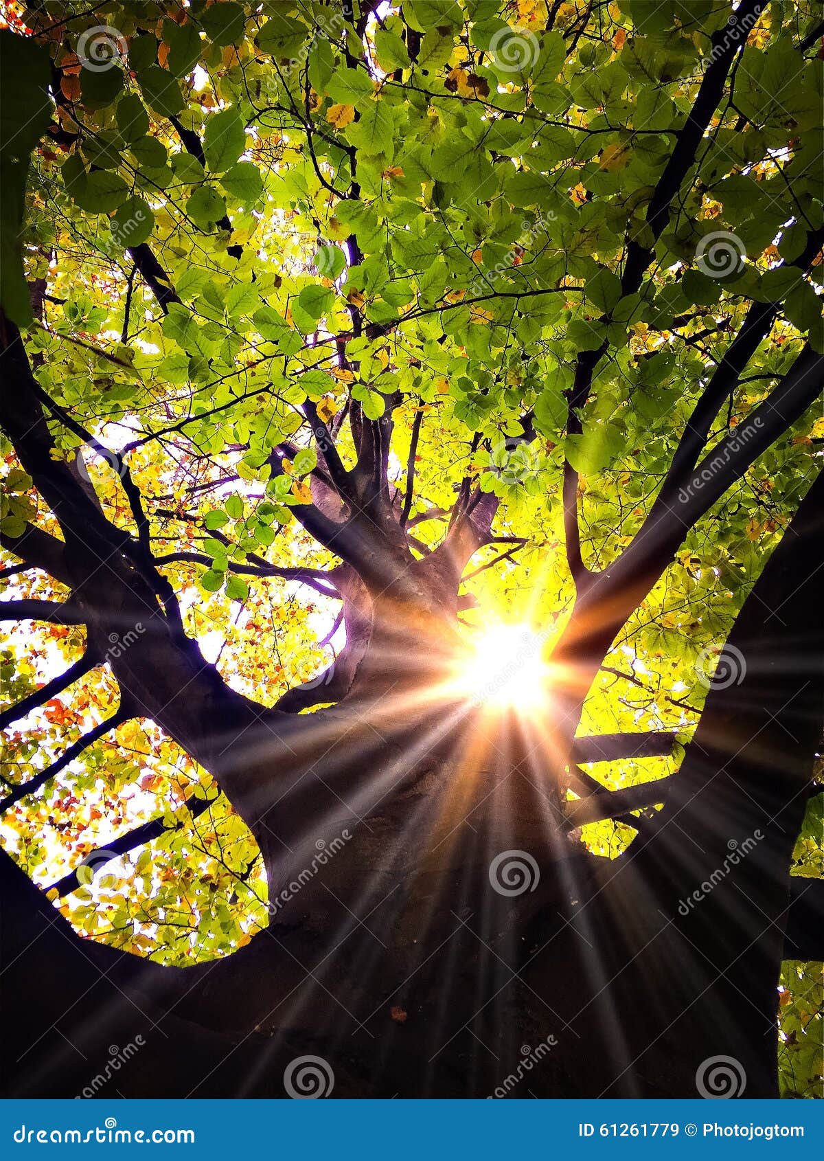Light in a Tree stock image. Image of happy, belief, bright - 61261779