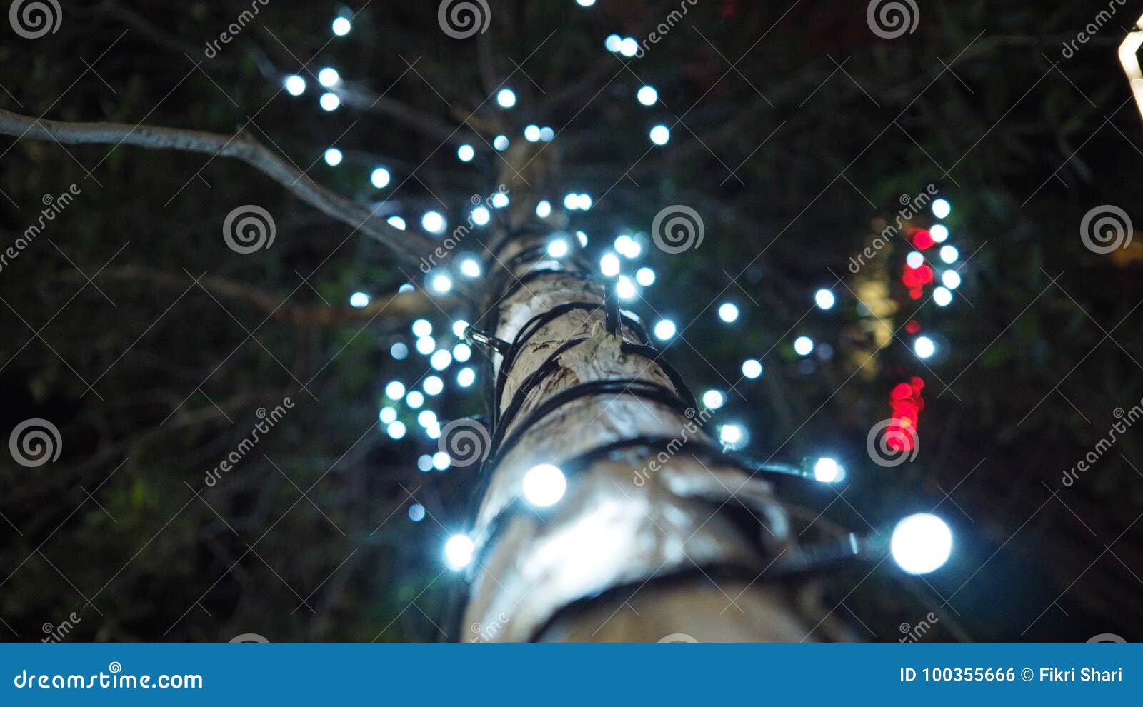 Light at the tree stock photo. Image of nikon, sekolah - 100355666