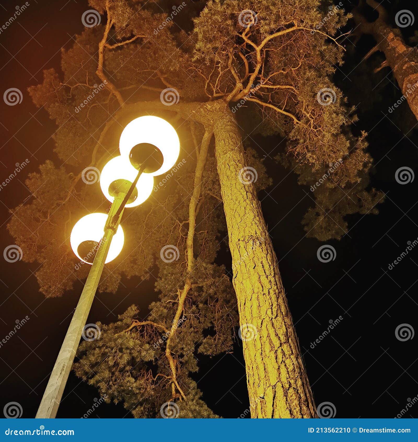 Light tree night outdoor stock photo. Image of lighting - 213562210