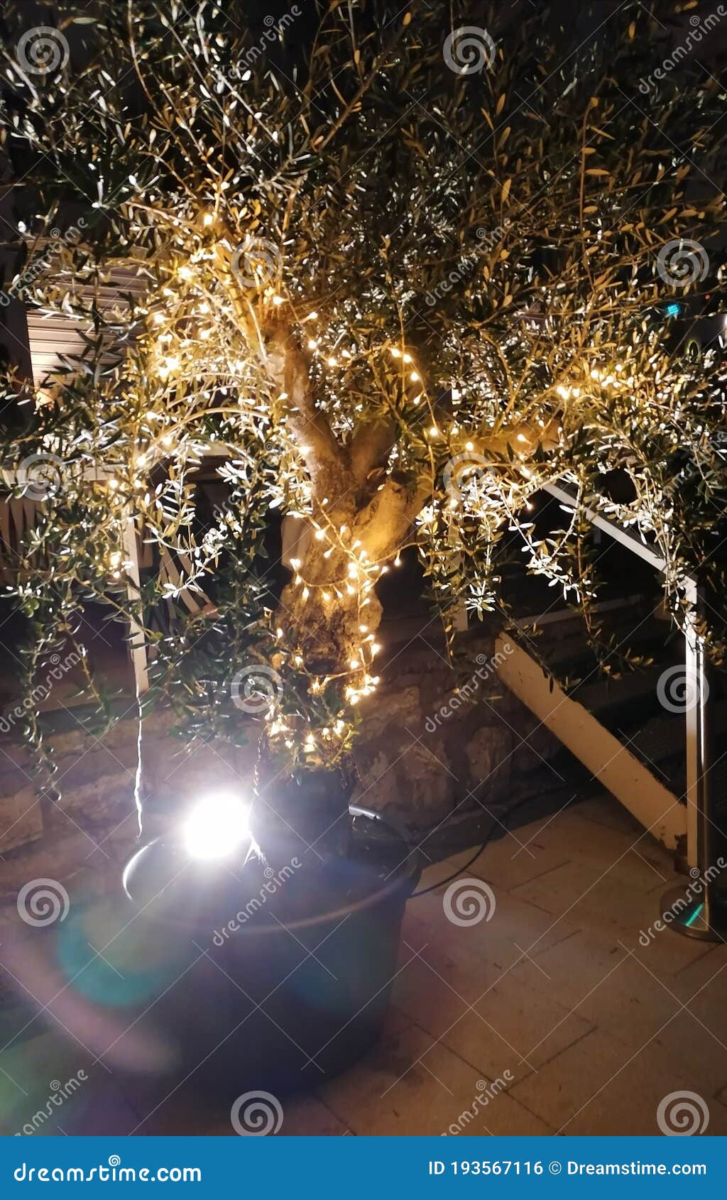 Light tree at night stock photo. Image of feel, luxory - 193567116