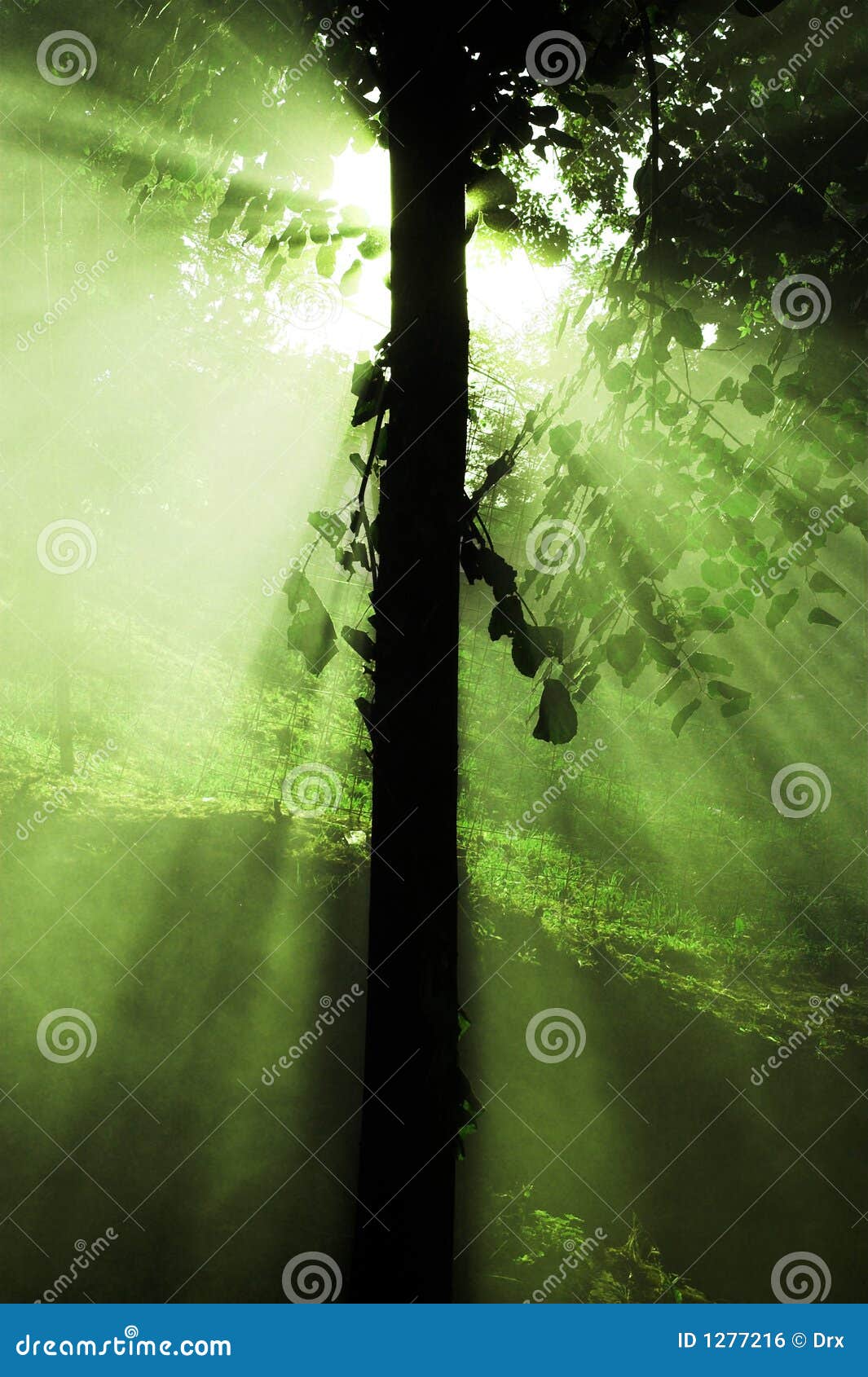 Light tree - sun rays stock photo. Image of beam, dusk - 1277216