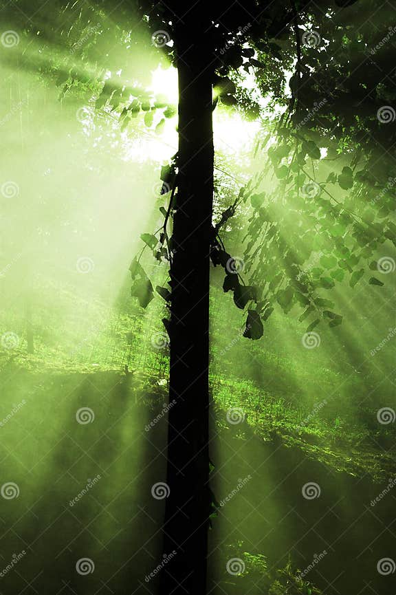 Light tree - sun rays stock photo. Image of beam, dusk - 1277216