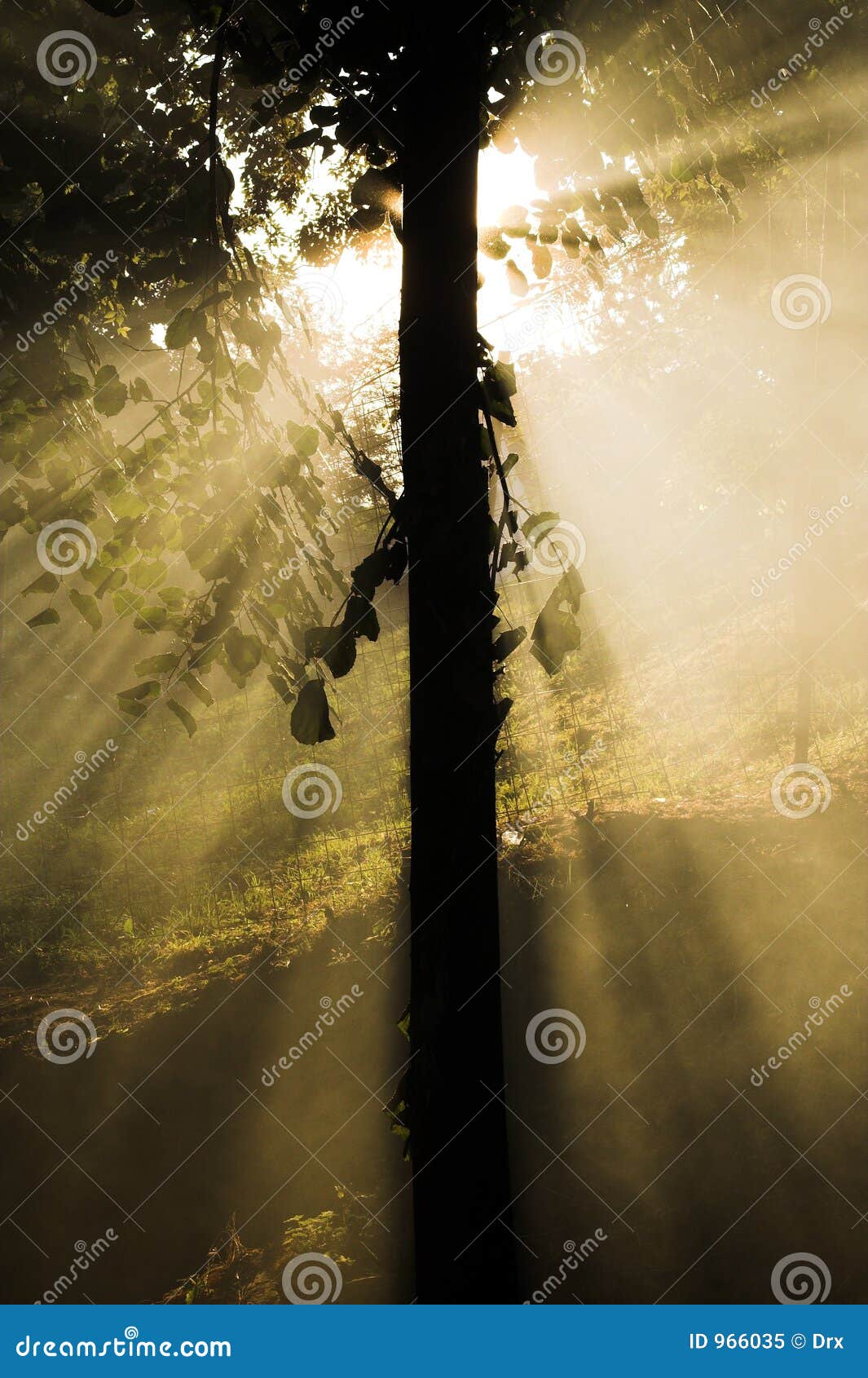 Light tree - sun rays stock image. Image of beam, rays - 966035