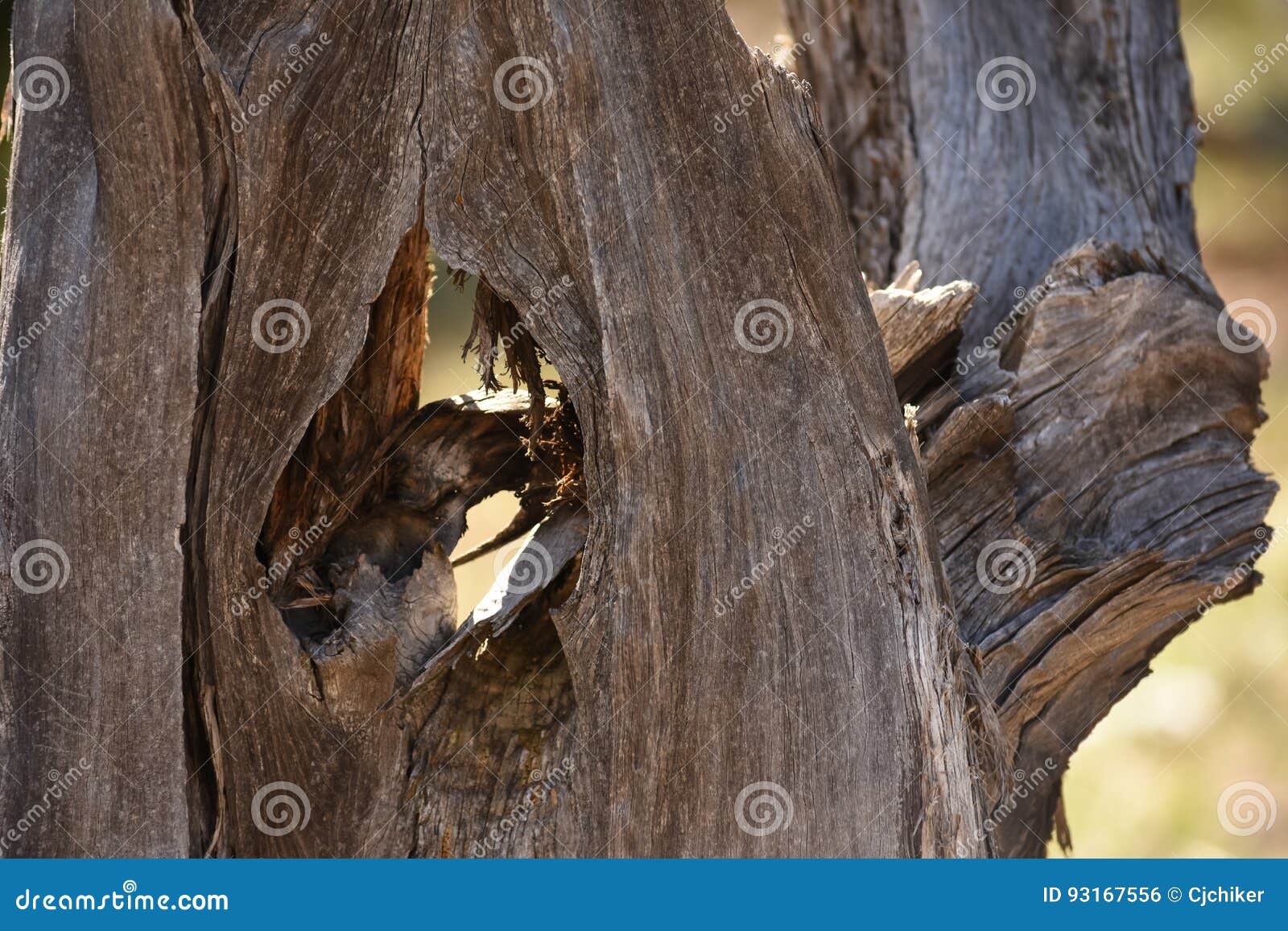 Light Tree Trunk Background Stock Photo - Image of tree, evergreen ...