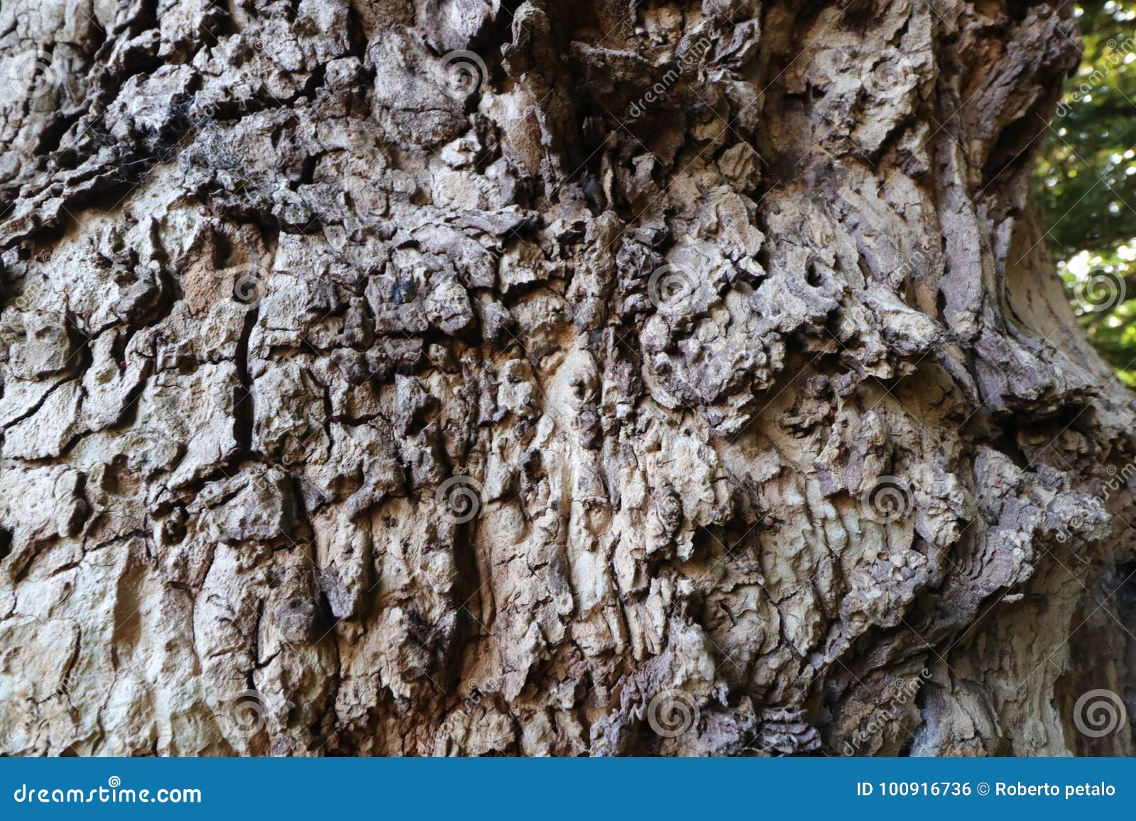 Cool Light Picture of Bark of a Tree Stock Photo - Image of dark, light ...
