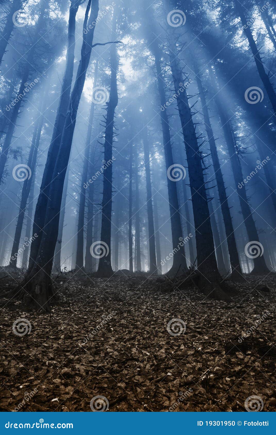 Light between the trees stock photo. Image of scene, night - 19301950