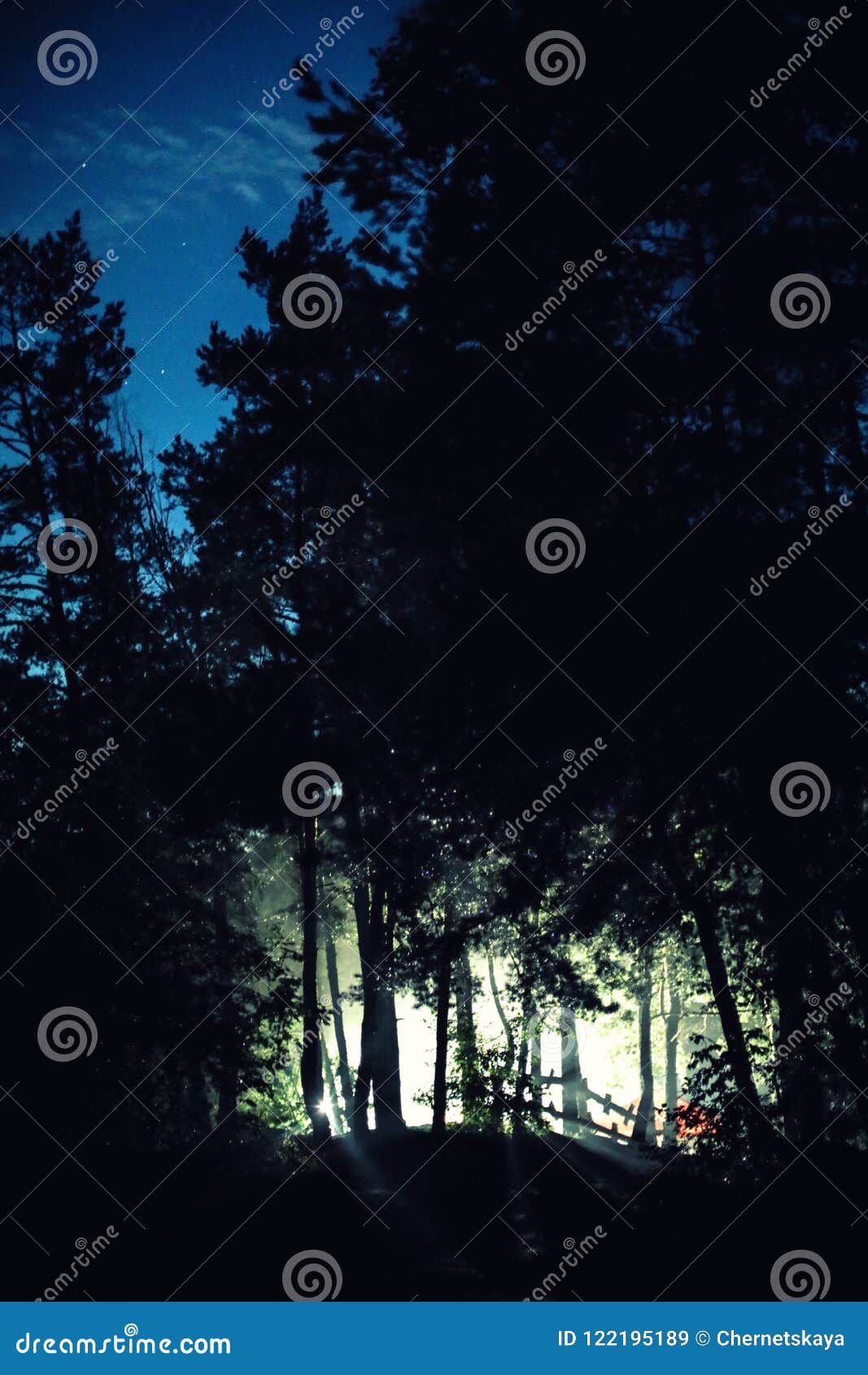 Light between Trees in Forest at Night Stock Image - Image of summer ...
