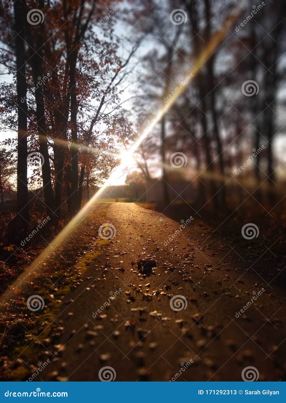 Light through Trees Forest Path Fall Stock Image - Image of path, light ...
