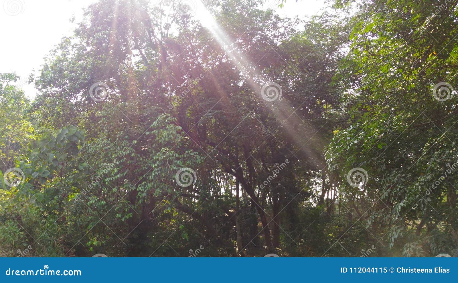 The Light through the Trees Stock Image - Image of trees, freedom ...