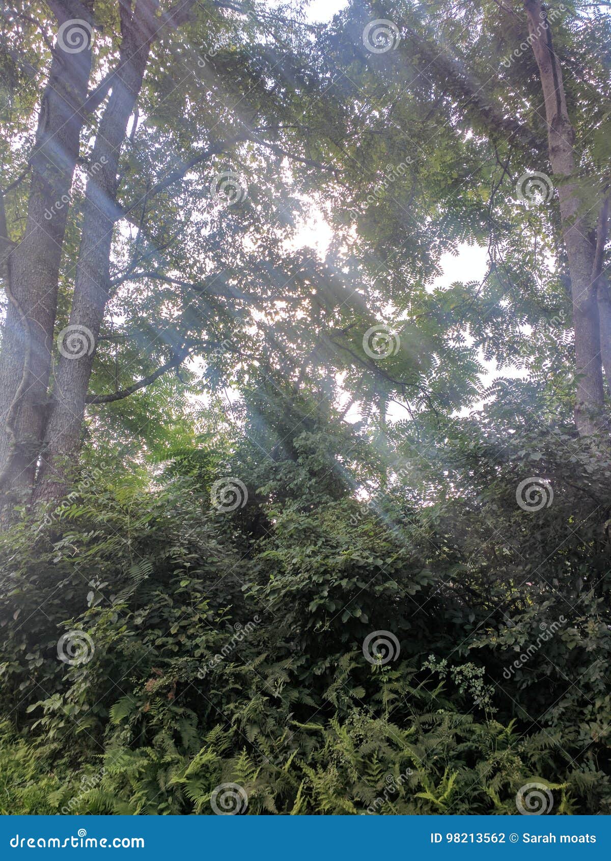 Light through trees stock photo. Image of light, trees - 98213562