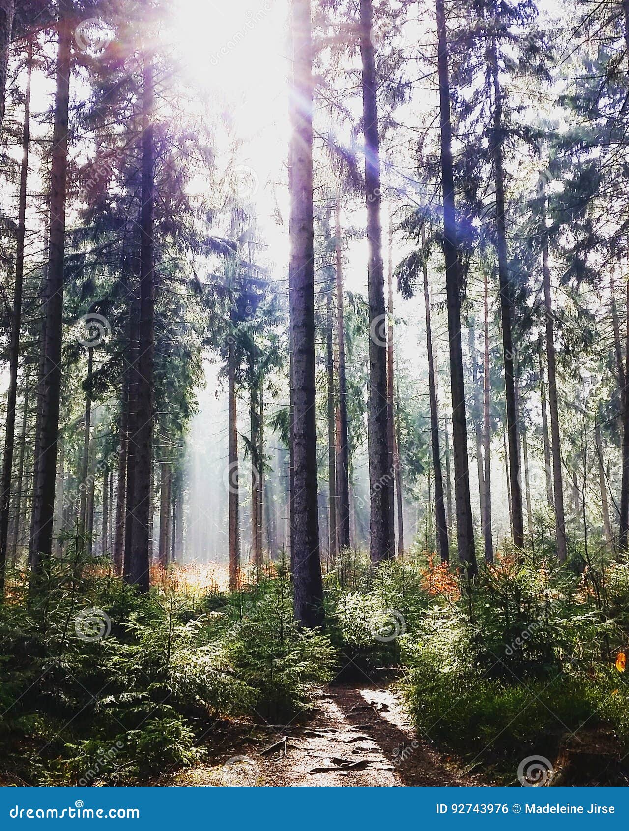 The light between trees stock photo. Image of walk, trees - 92743976