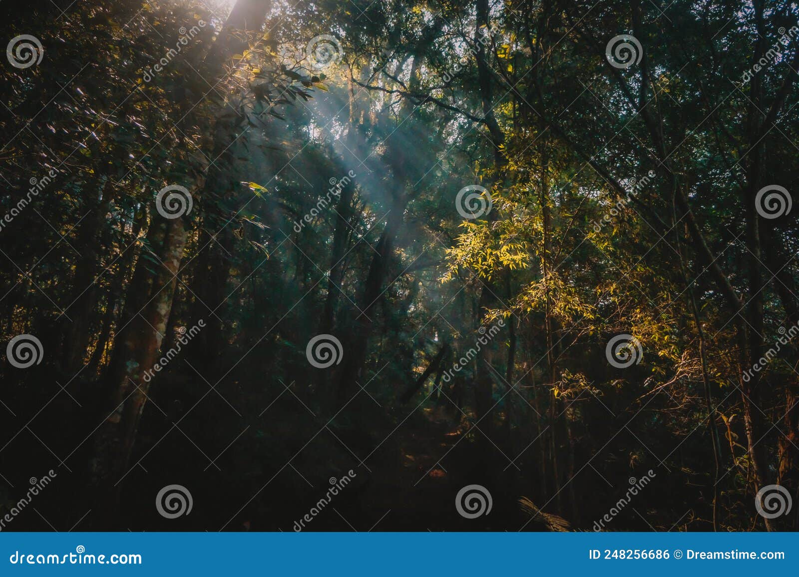 Light in the trees stock photo. Image of darkness, autumn - 248256686