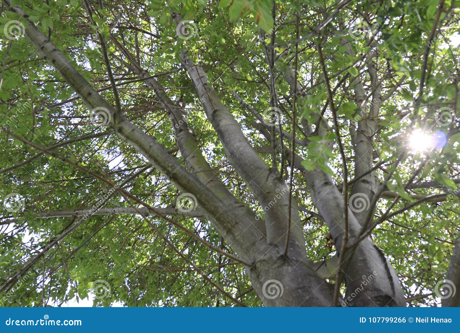 Light through Trees at Noon in Open Field Stock Photo - Image of house ...