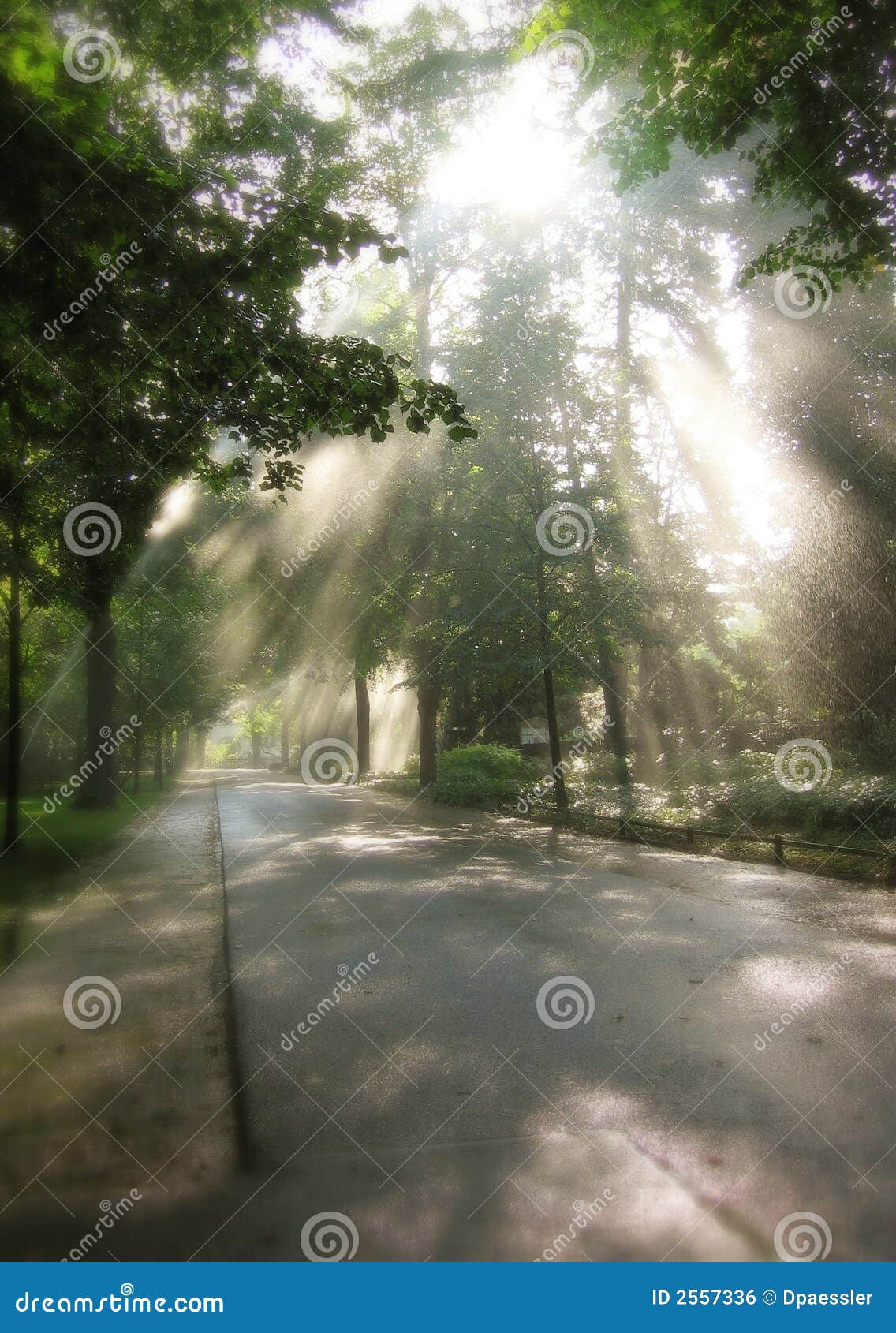 Light through Trees in Park Stock Photo - Image of walk, park: 2557336