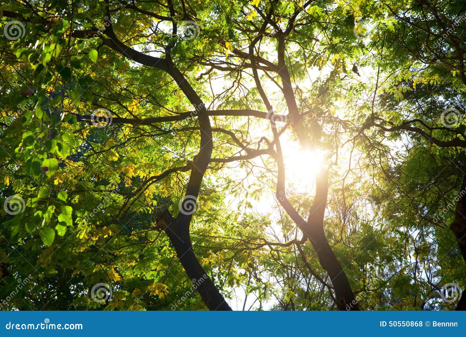 Light through trees. stock photo. Image of beams, trees - 50550868