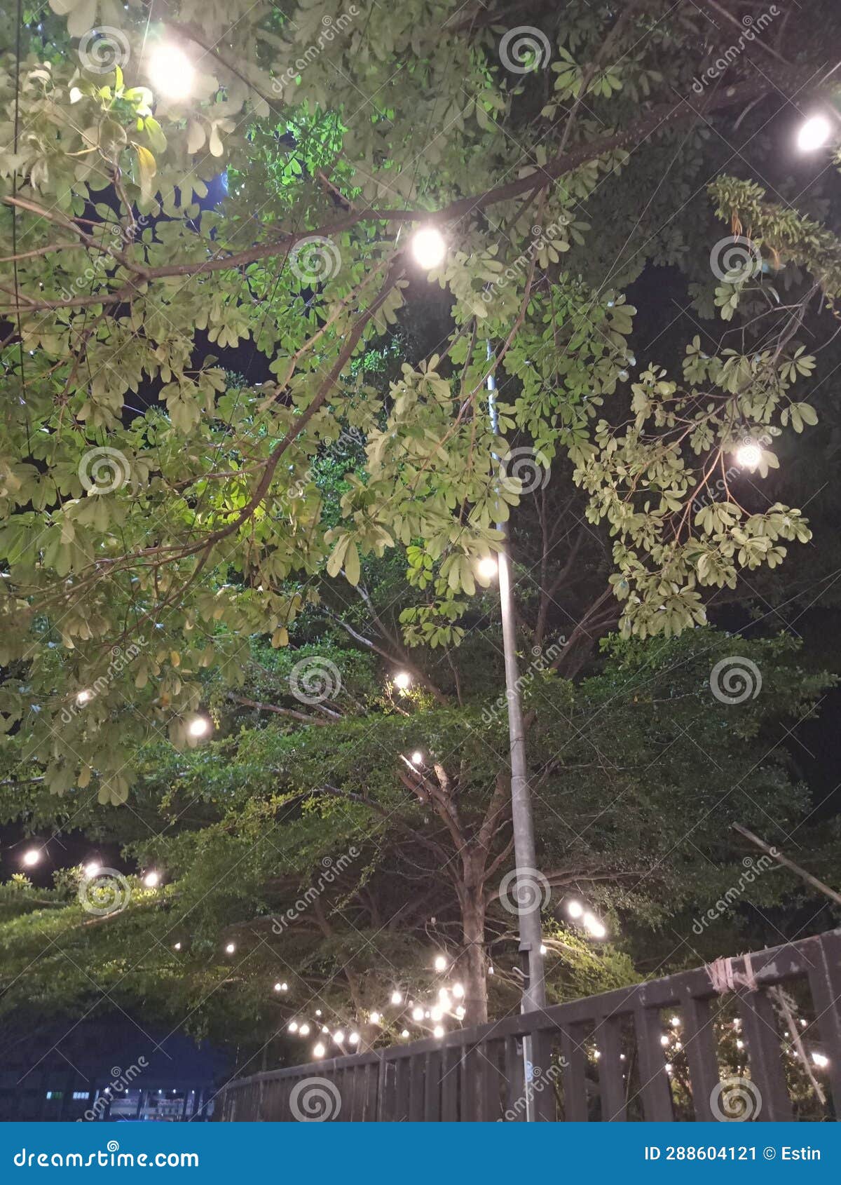 The Light between the Trees and the Sparkling Night Stock Image - Image ...