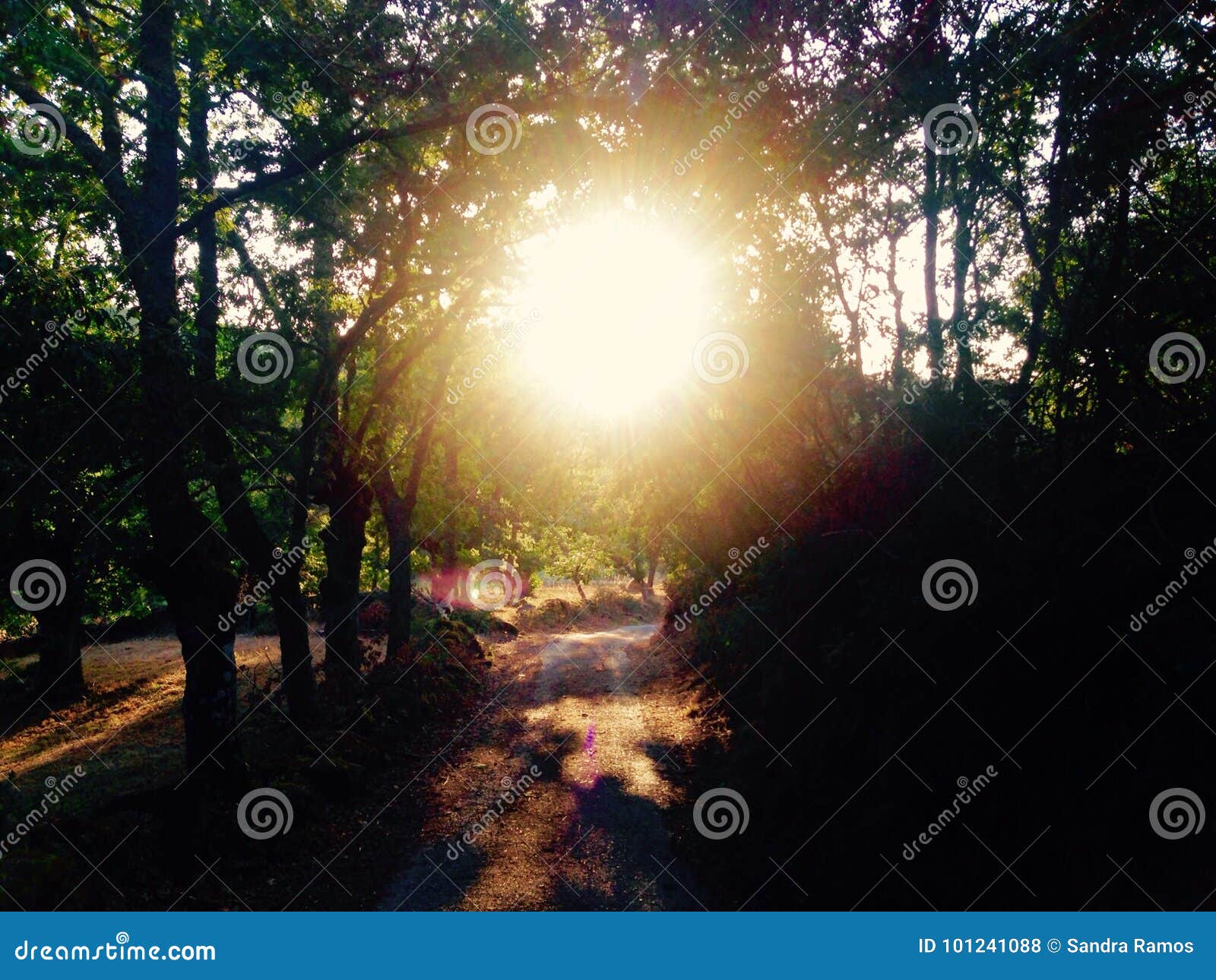 Light between trees stock photo. Image of country, tree - 101241088