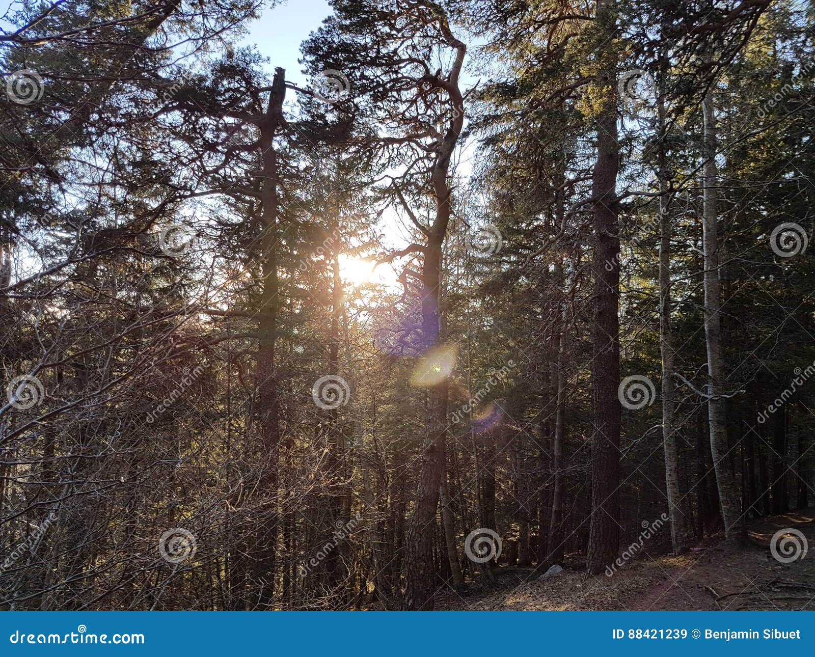 Light between the Trees stock image. Image of environment - 88421239