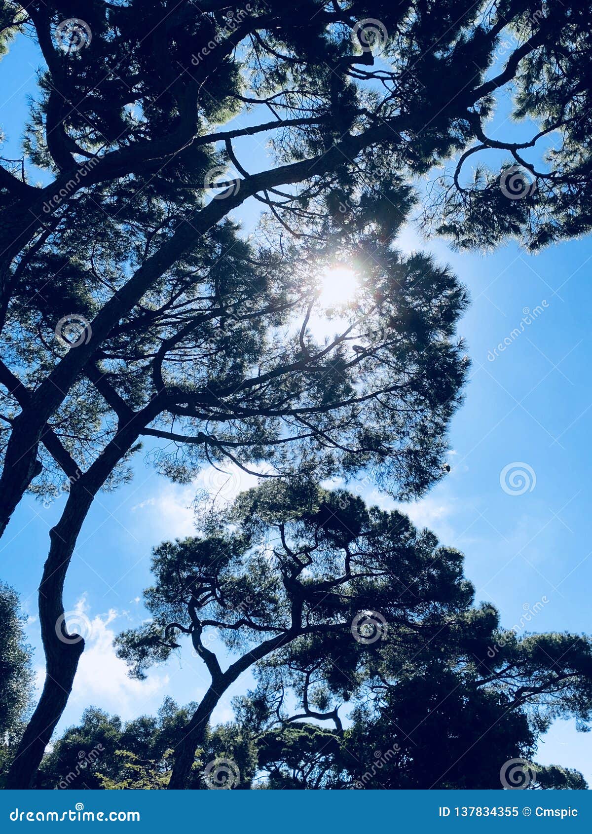 Light through trees stock image. Image of pine, filtering - 137834355