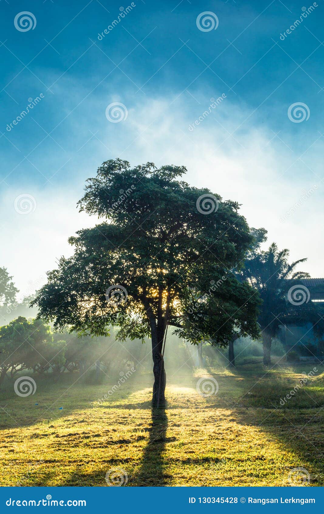 Light through the trees. stock photo. Image of sunny - 130345428