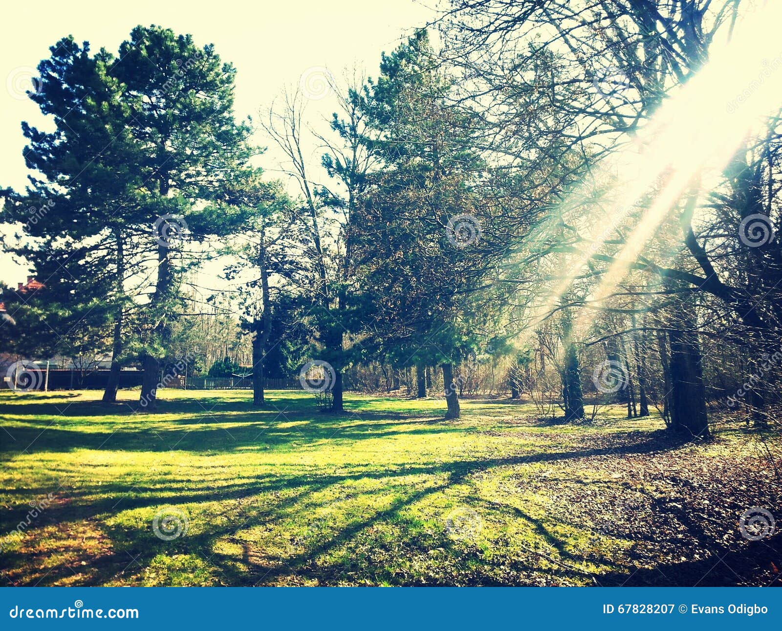 Light stock image. Image of shadows, vienna, trees, light - 67828207