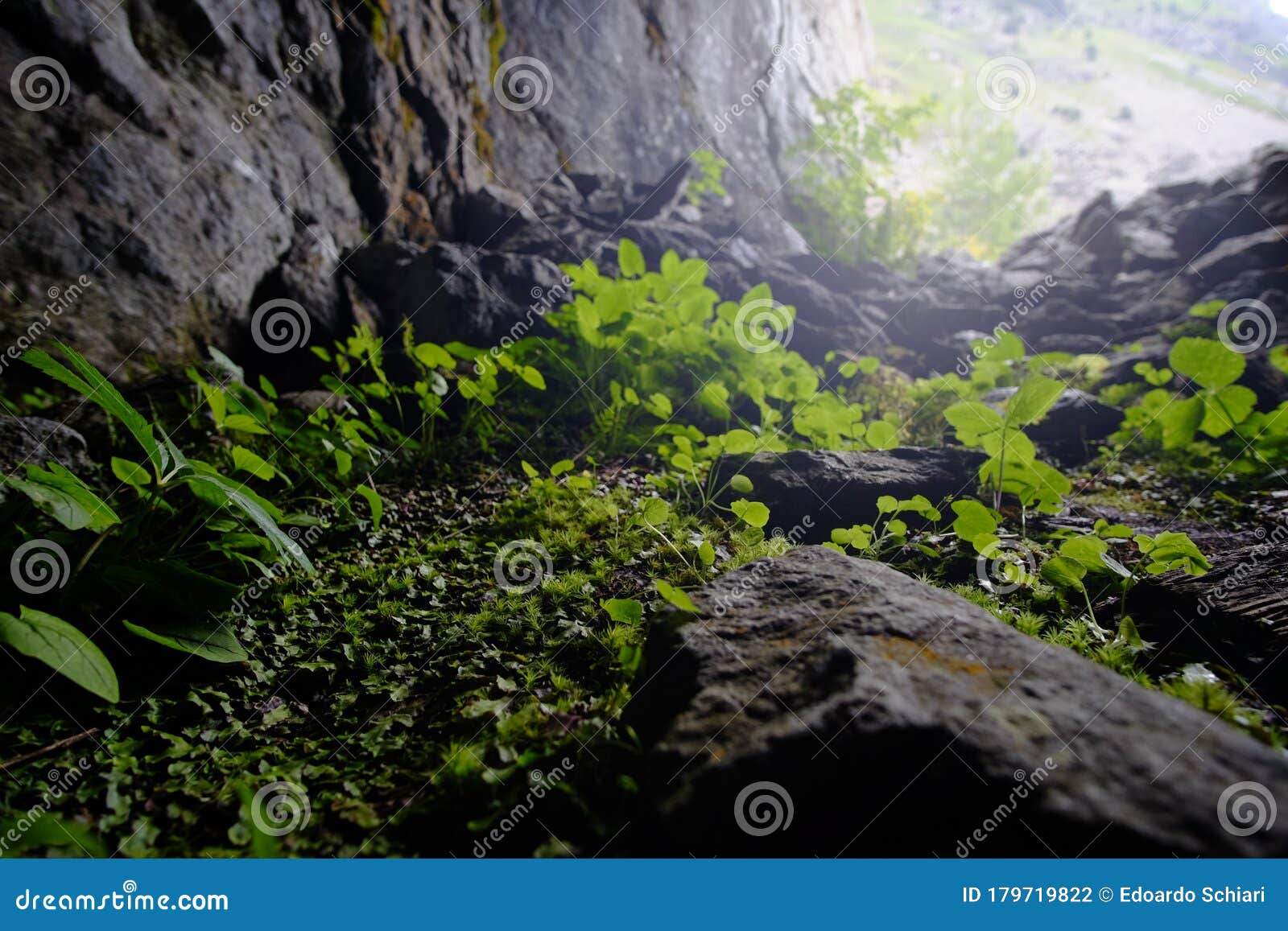 Light on Vegetation in a Cave Stock Photo - Image of grass, mountain ...