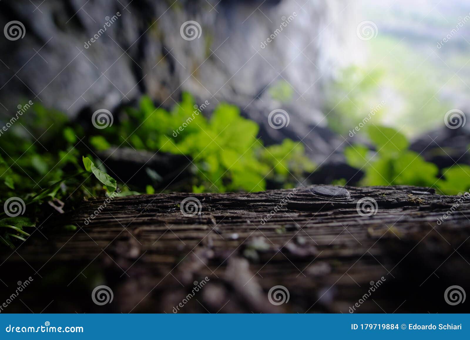 Light on Vegetation in a Cave Stock Photo - Image of dirt, cave: 179719884