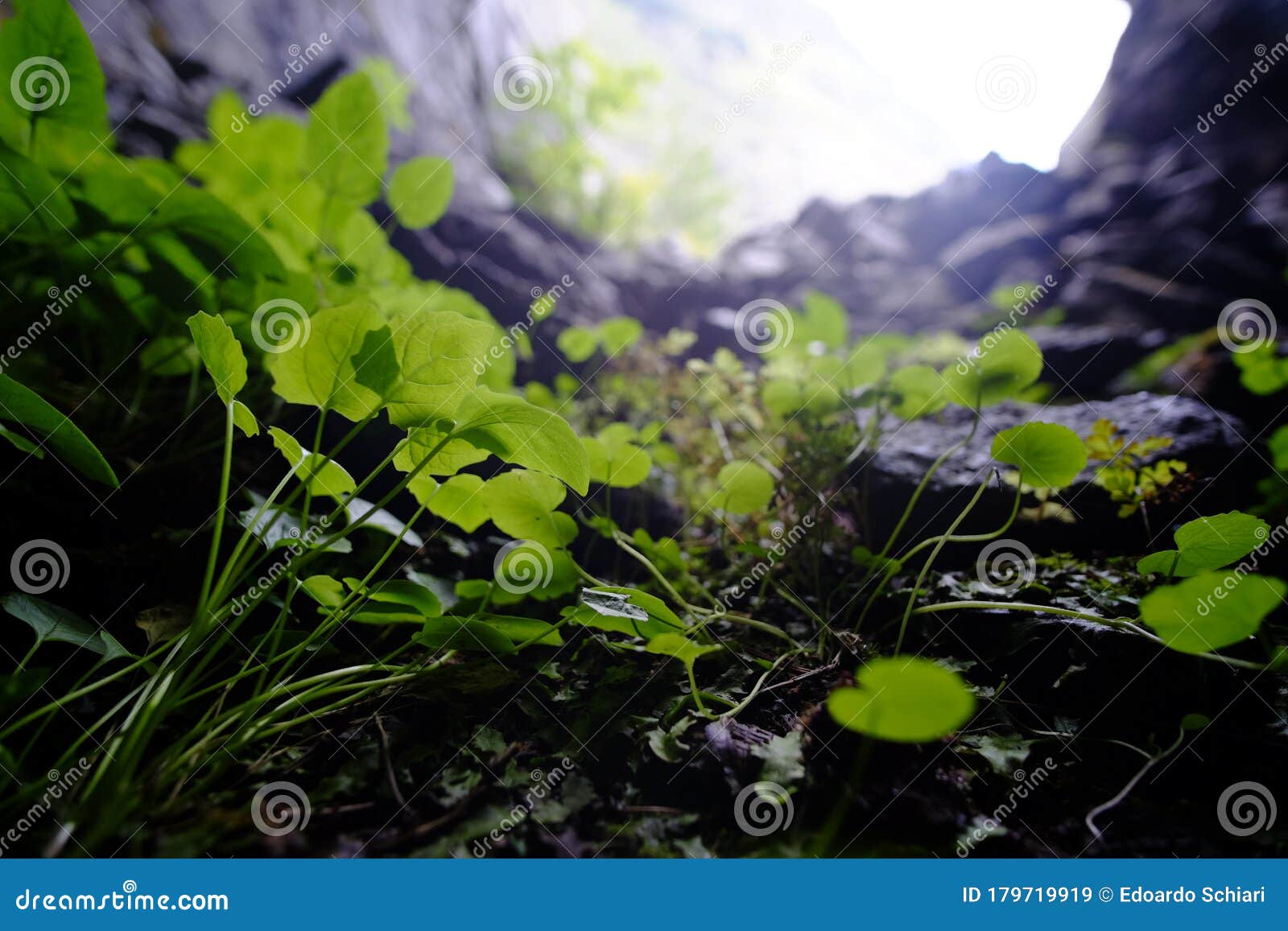 Light on Vegetation in a Cave Stock Image - Image of grass, landscape ...