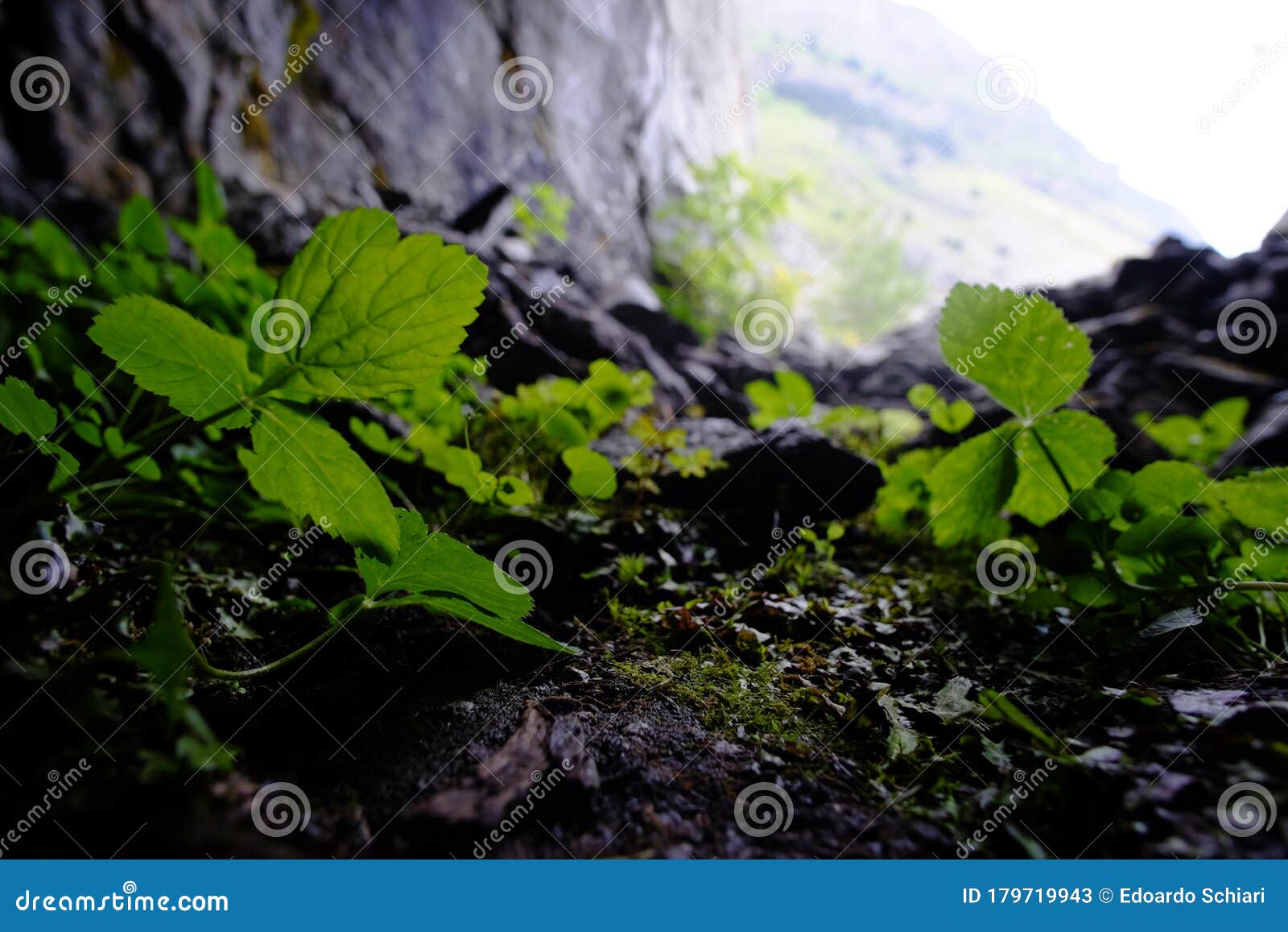 Light on Vegetation in a Cave Stock Image - Image of green, cavern ...