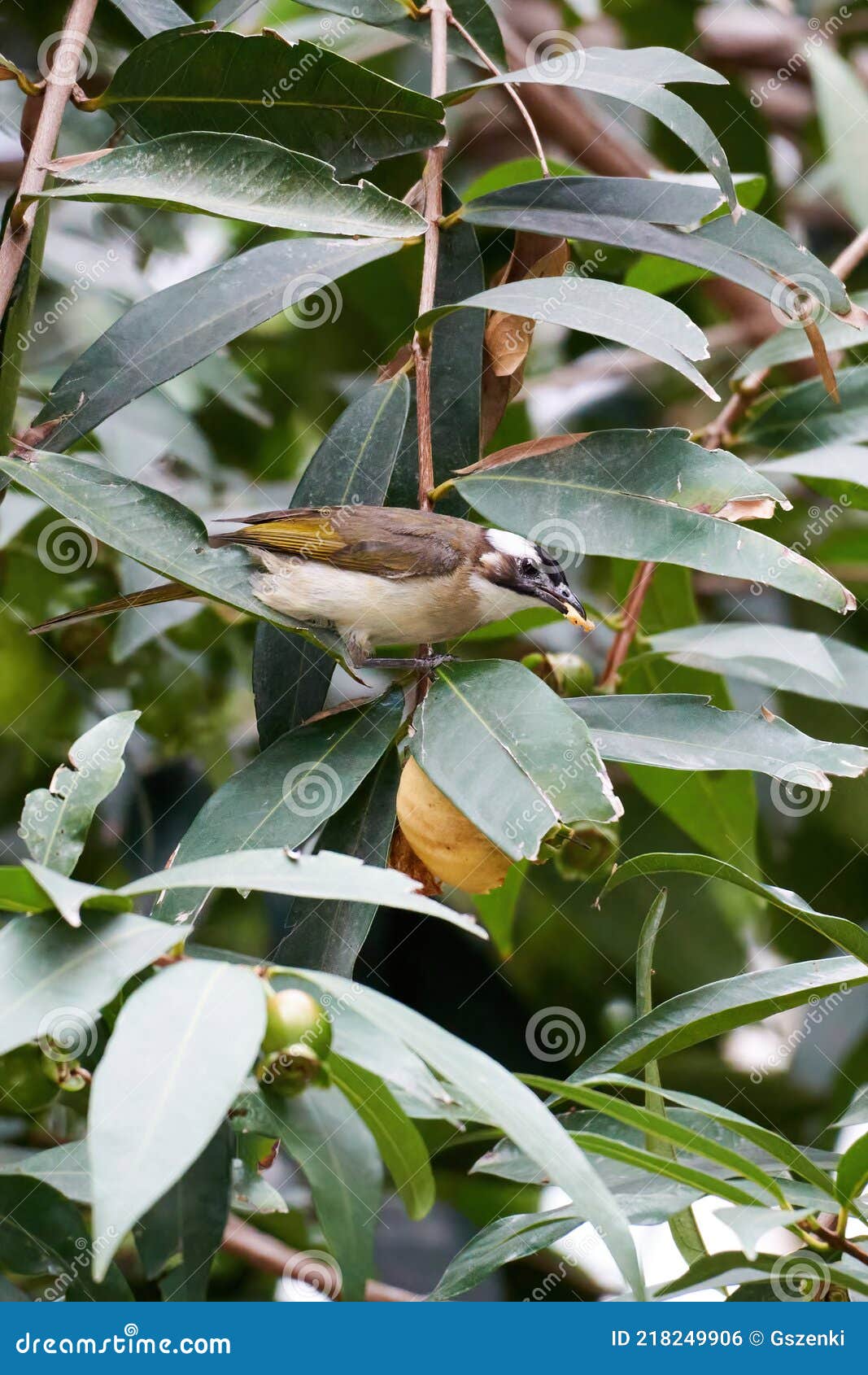 Light-vent Bulbul is Eating the Fruit on a Tree. Stock Photo - Image of ...