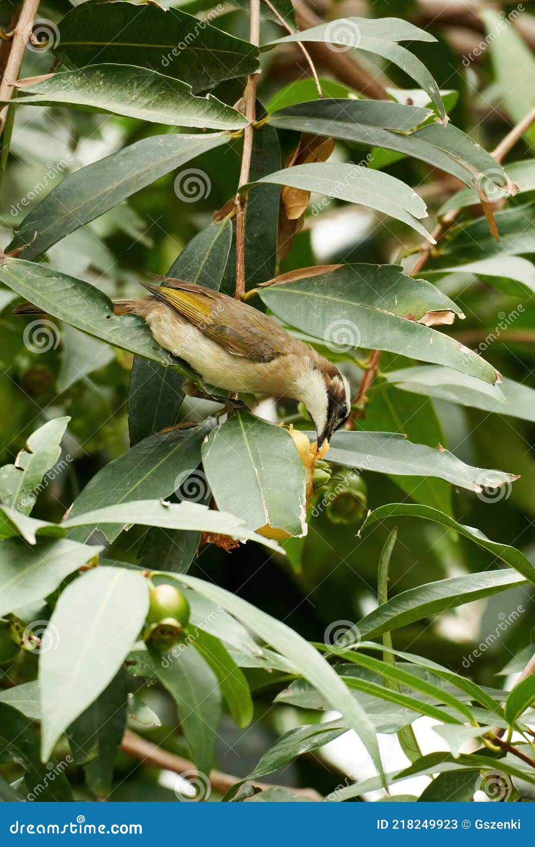 Light-vent Bulbul is Eating the Fruit on a Tree. Stock Image - Image of ...