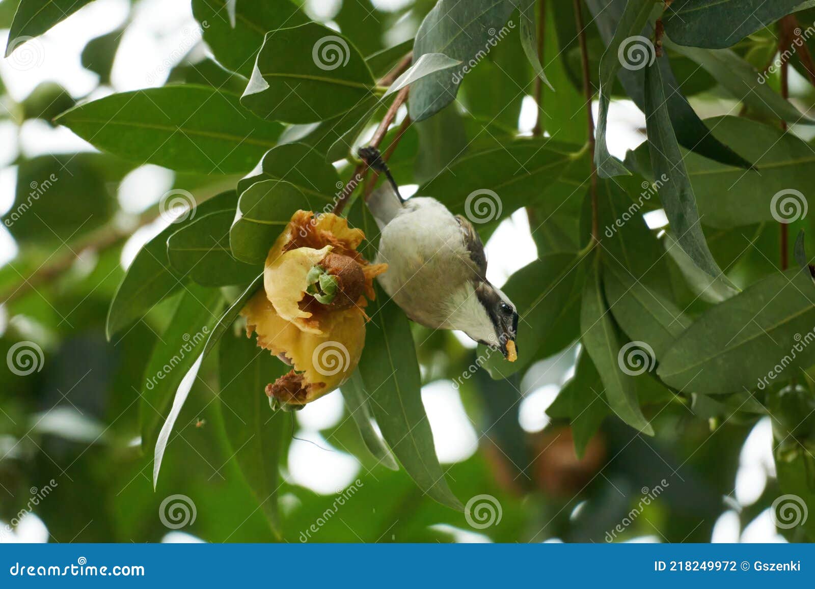 Light-vent Bulbul is Eating the Fruit on a Tree. Stock Photo - Image of ...