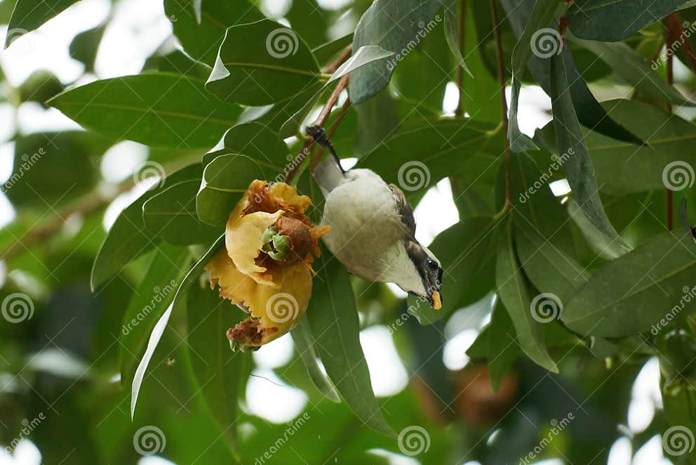 Light-vent Bulbul is Eating the Fruit on a Tree. Stock Photo - Image of ...