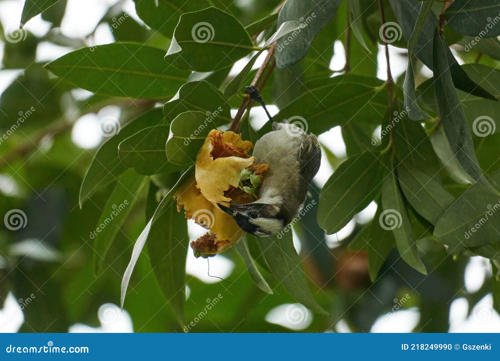 Light-vent Bulbul is Eating the Fruit on a Tree. Stock Photo - Image of ...
