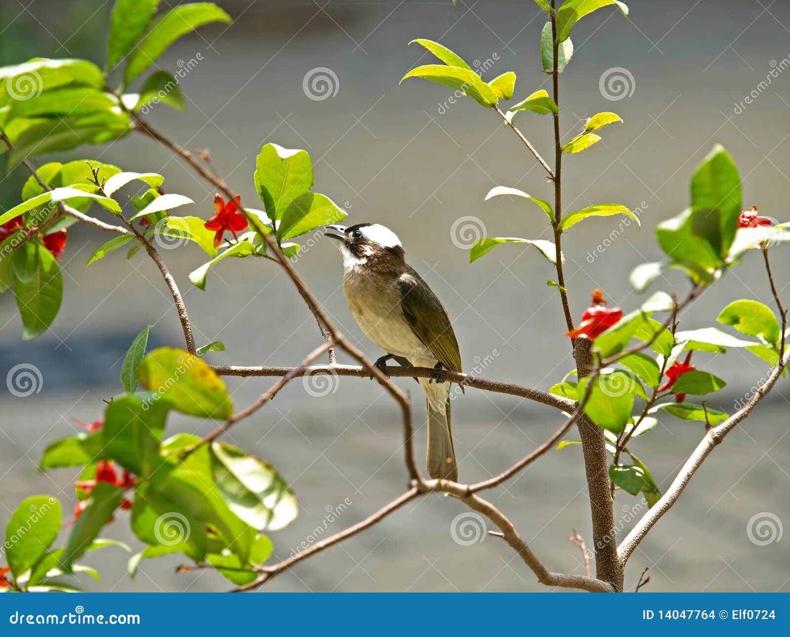 Light-vented Bulbul stock photo. Image of green, looking - 14047764