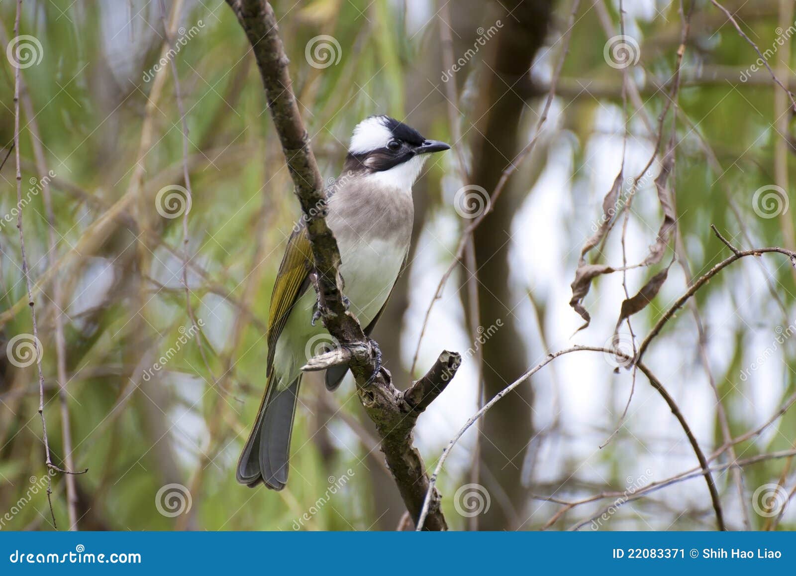 Light-vented Bulbul stock image. Image of leaf, looking - 22083371