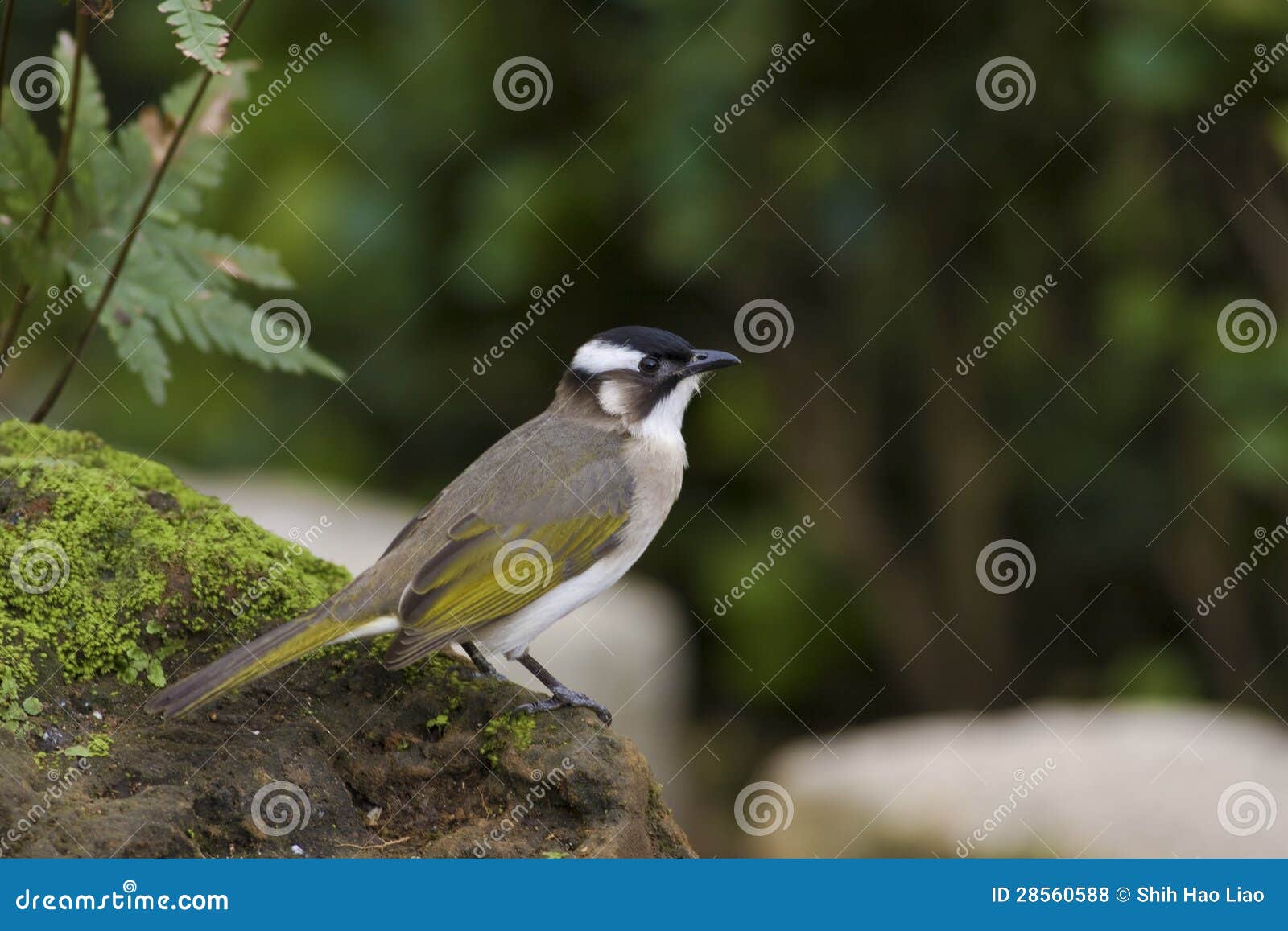 Light-vented Bulbul,Pycnonotus Sinensis Stock Photo - Image of orange ...