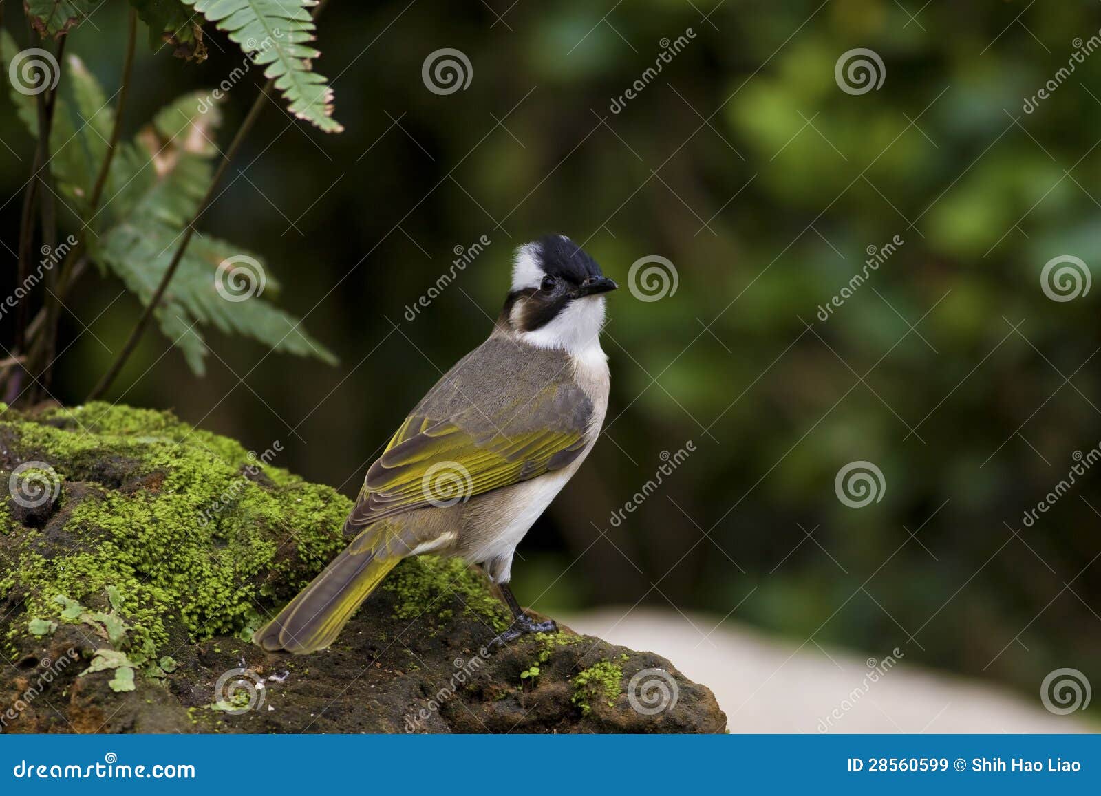 Light-vented Bulbul,Pycnonotus Sinensis Stock Image - Image of animal ...