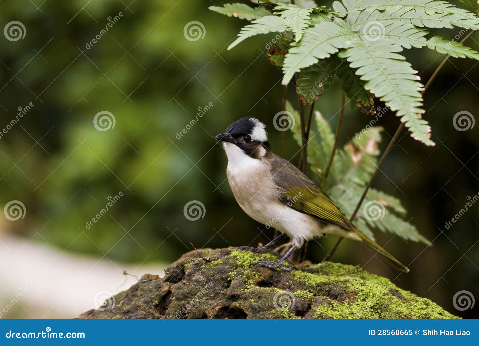 Light-vented Bulbul,Pycnonotus Sinensis Stock Image - Image of colorful ...