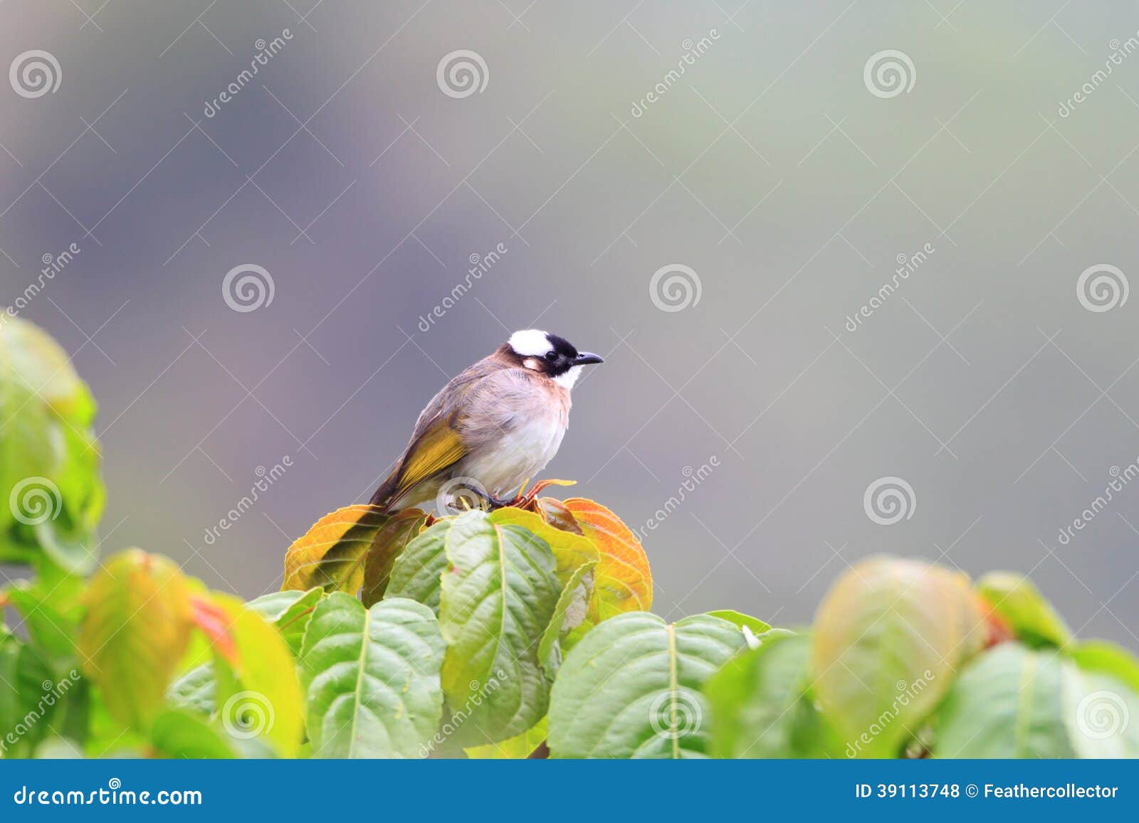 Light-vented Bulbul stock photo. Image of natural, finch - 39113748