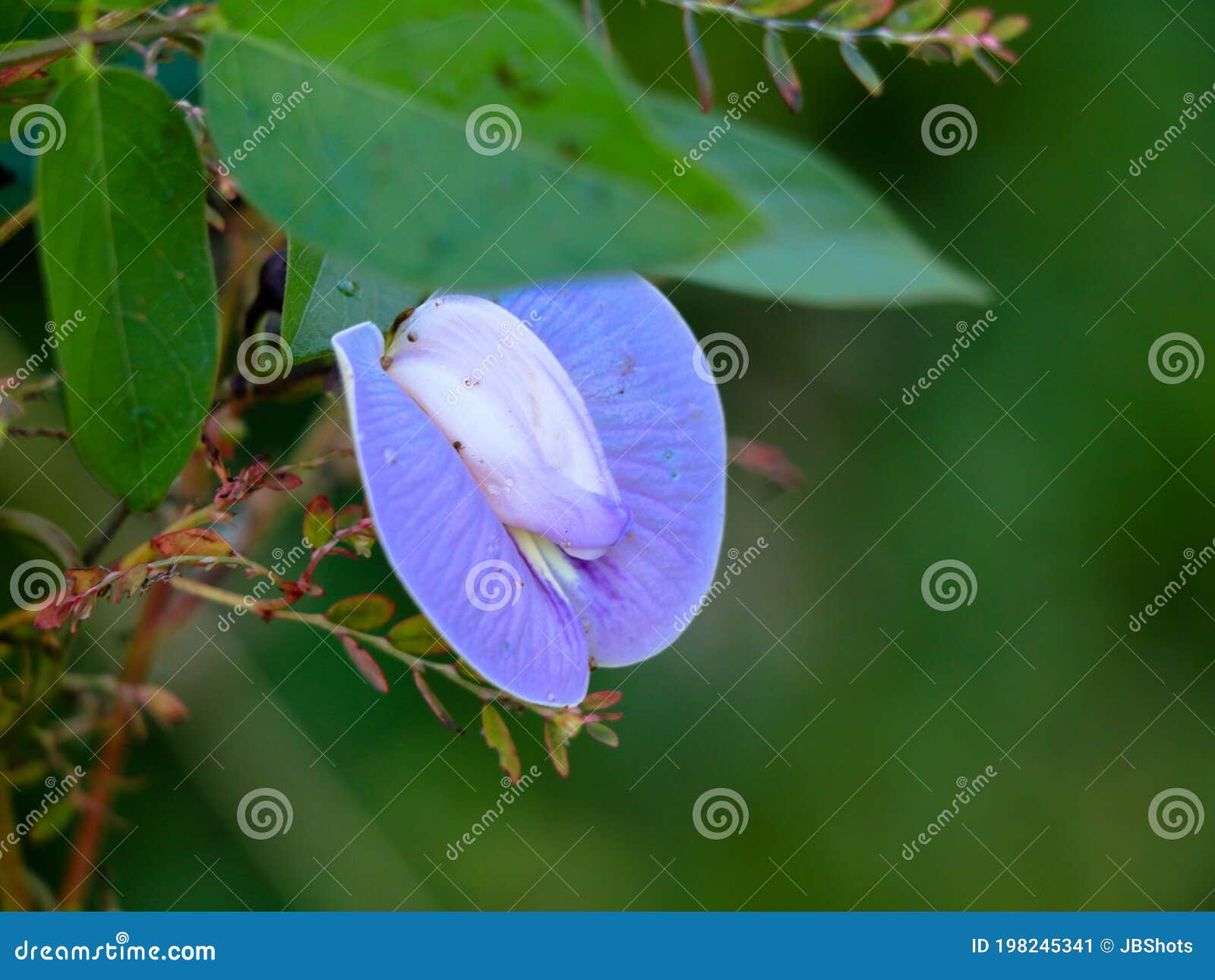 Light Violet Color Flower of a Wild Pulse Plant Stock Image - Image of ...