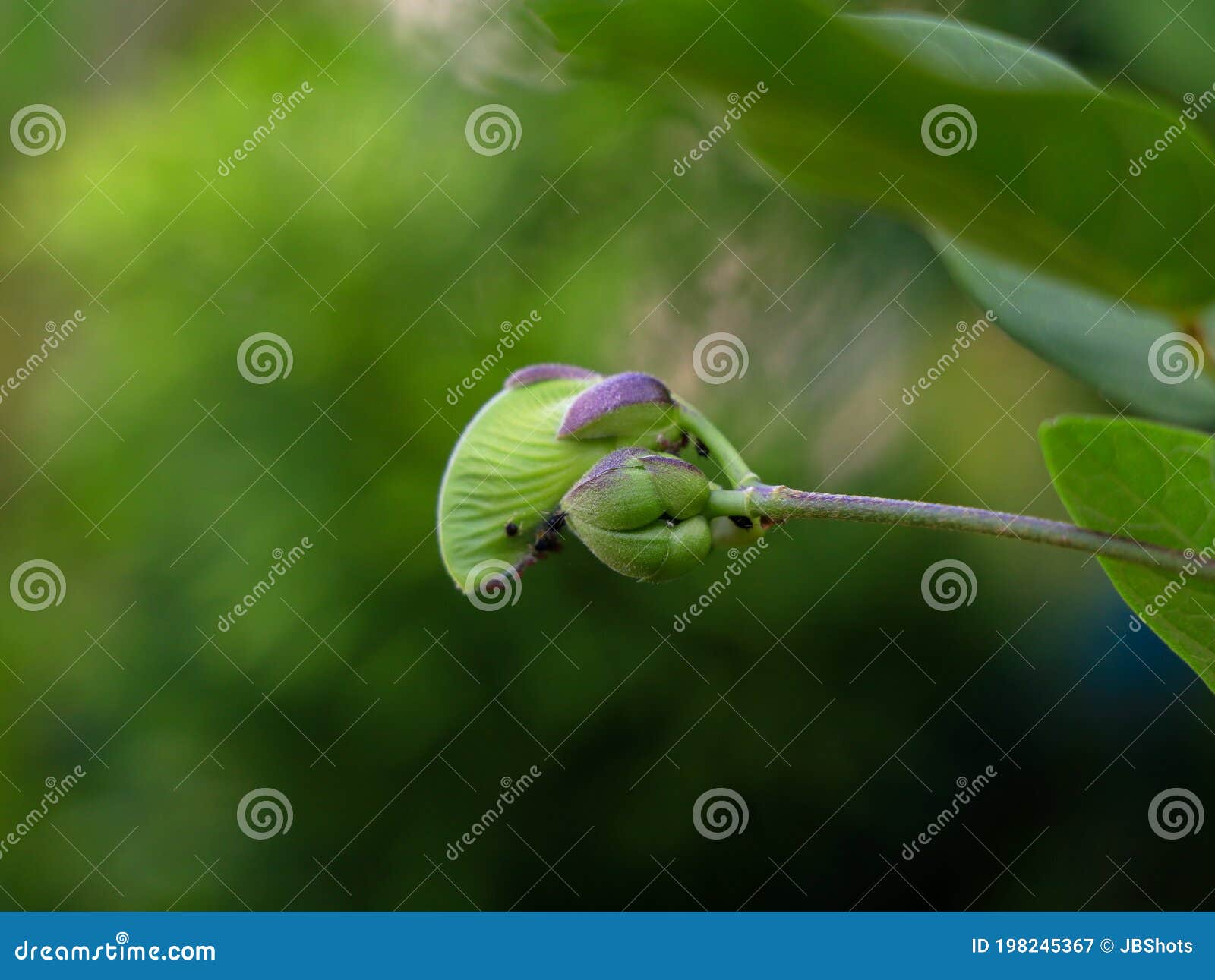 Light Violet Color Flower of a Wild Pulse Plant Stock Image - Image of ...