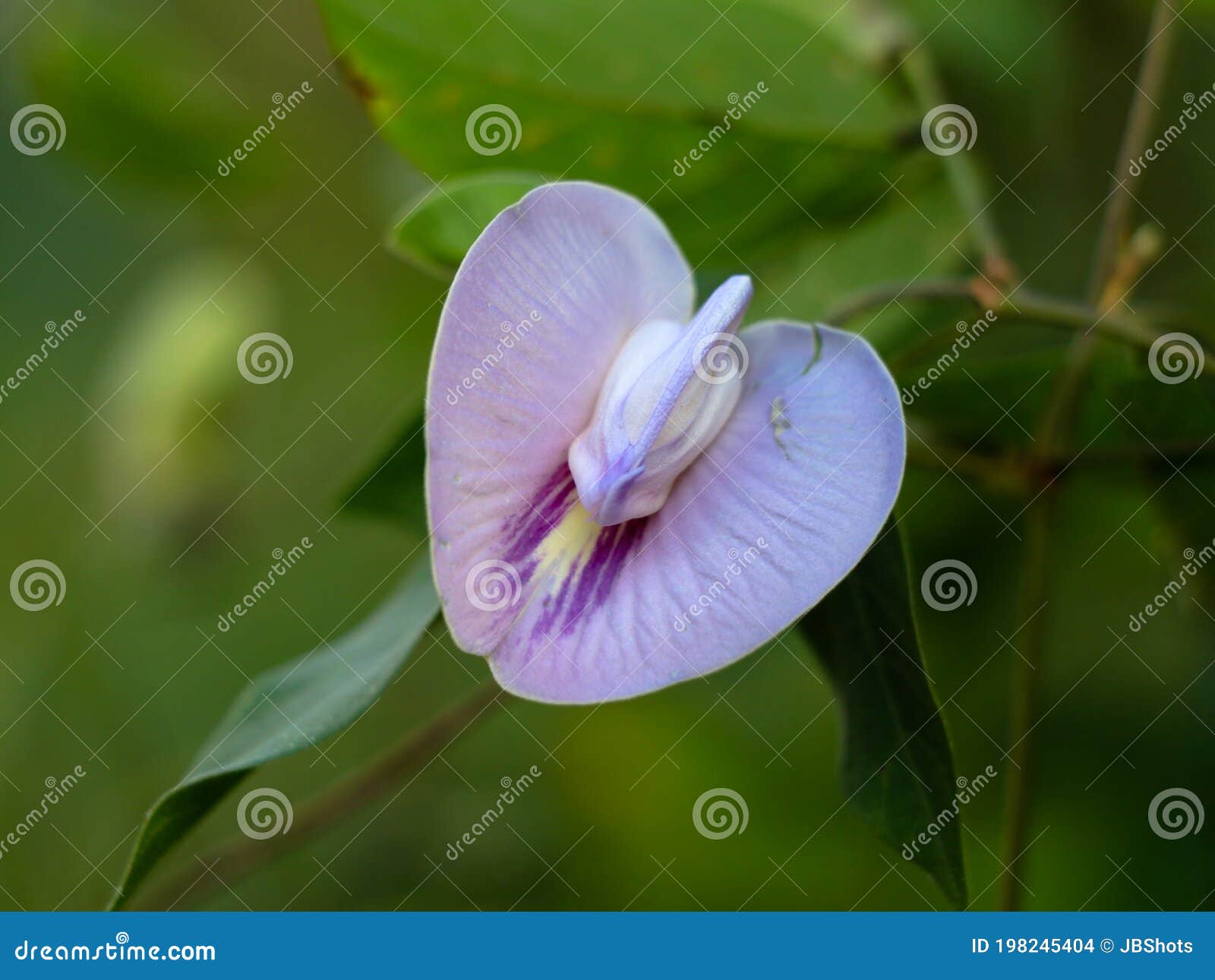 Light Violet Color Flower of a Wild Pulse Plant Stock Photo - Image of ...